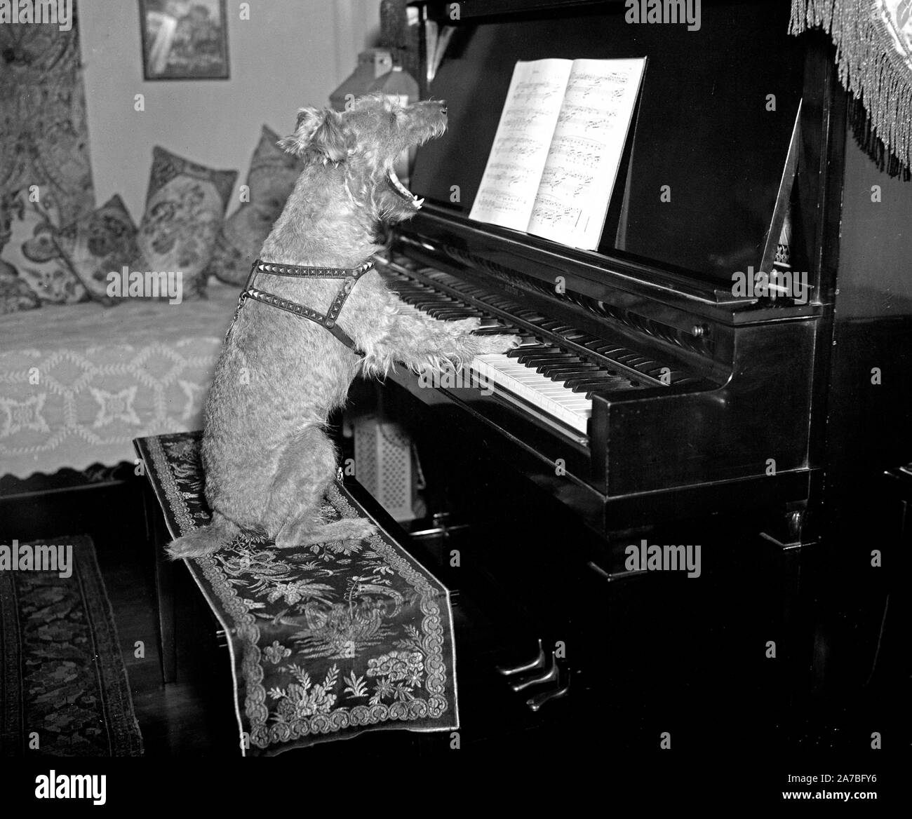 Dog playing piano while singing ca. 1936 or 1937 Stock Photo - Alamy