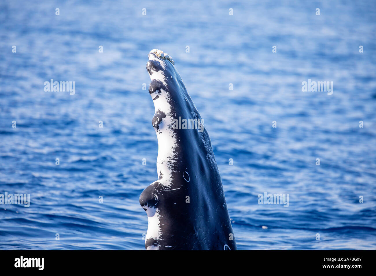A close look at the tip of the pectoral fin of a humpback whale. They ...