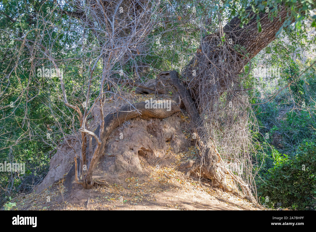 A large tree grows from the remains of an inactive termite mound image ...