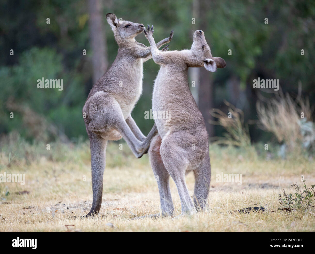 Eastern Grey Kangaroos (Macropus giganteus) play fighting Stock Photo ...