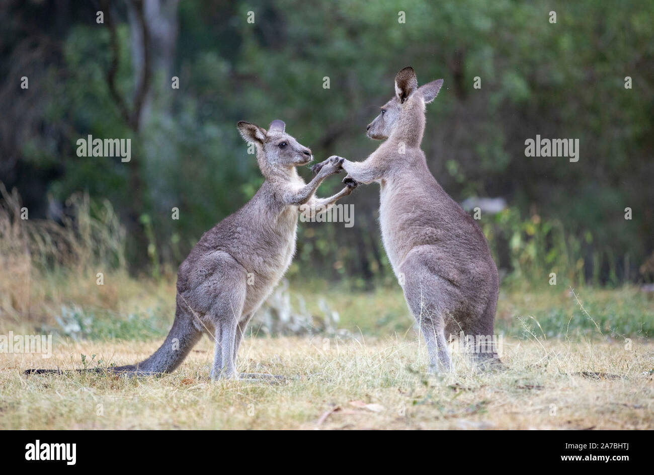 Kangaroos Fighting High Resolution Stock Photography and Images - Alamy