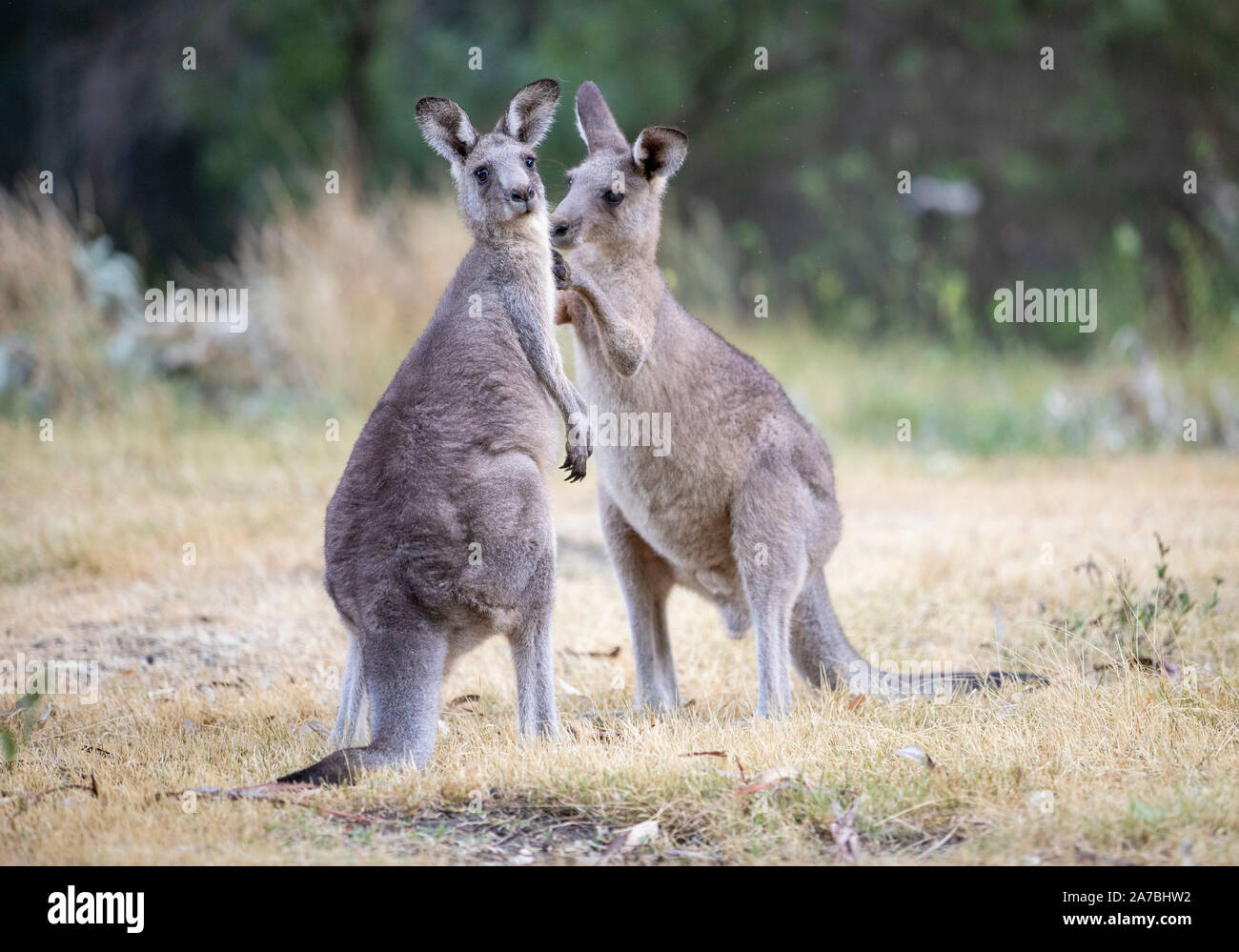 Eastern Grey Kangaroos (Macropus giganteus Stock Photo - Alamy