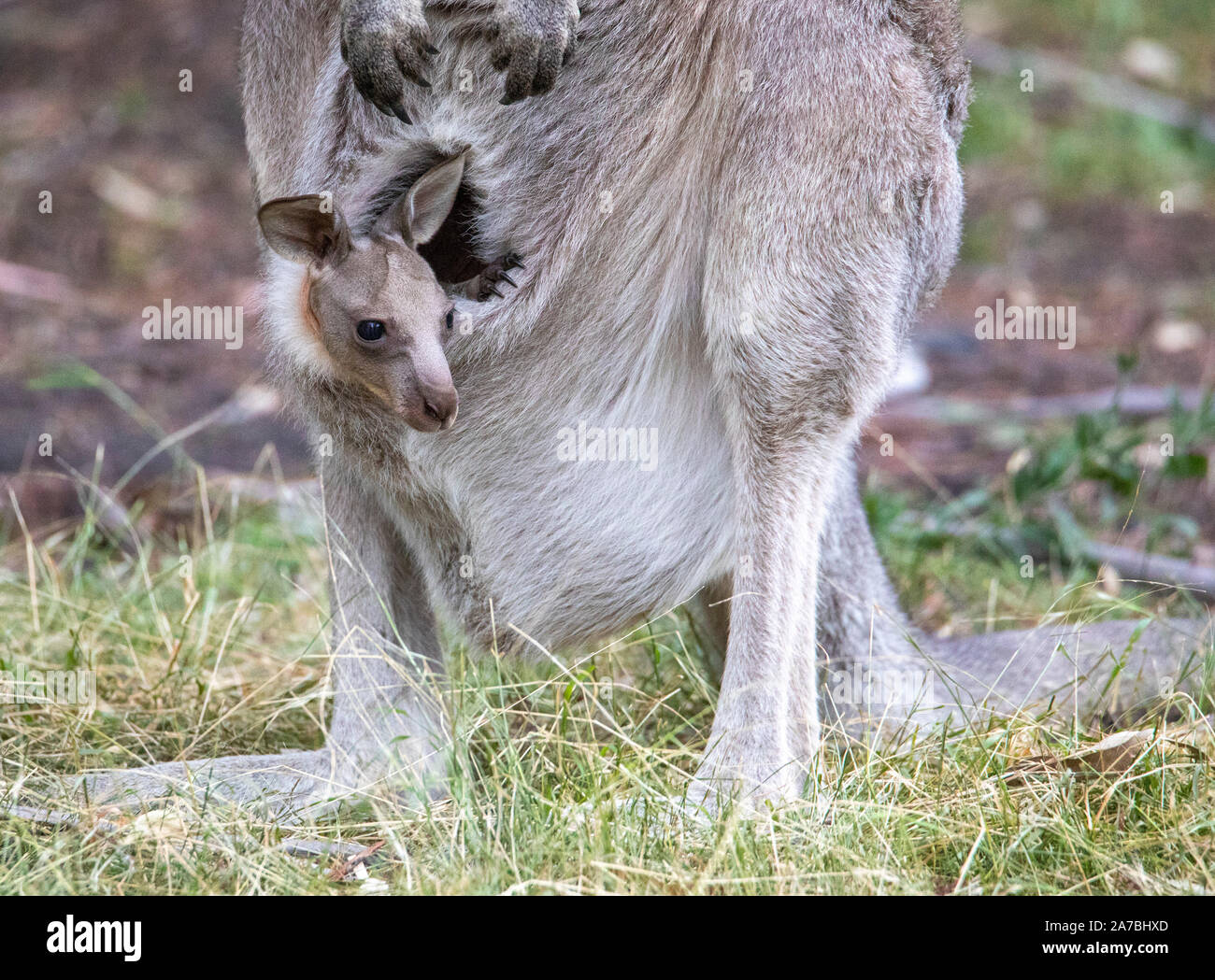 Eastern Grey Kangaroo (Macropus giganteus) mother with baby joey in pouch, Capertee Valley ...