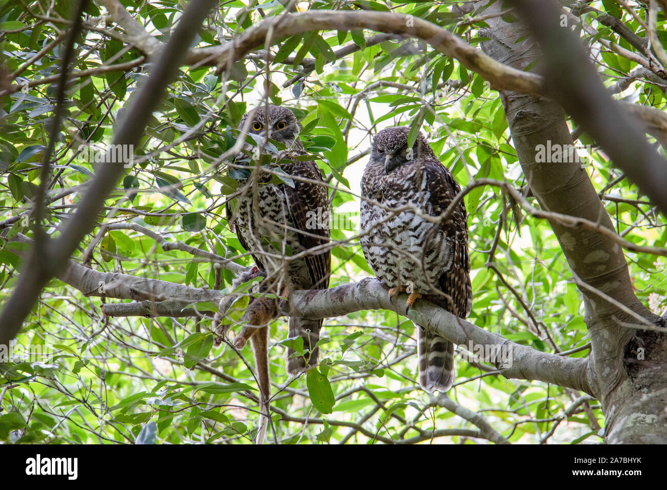 Pair of Powerful Owls (Ninox strenua) roosting in a rainforest gully ...