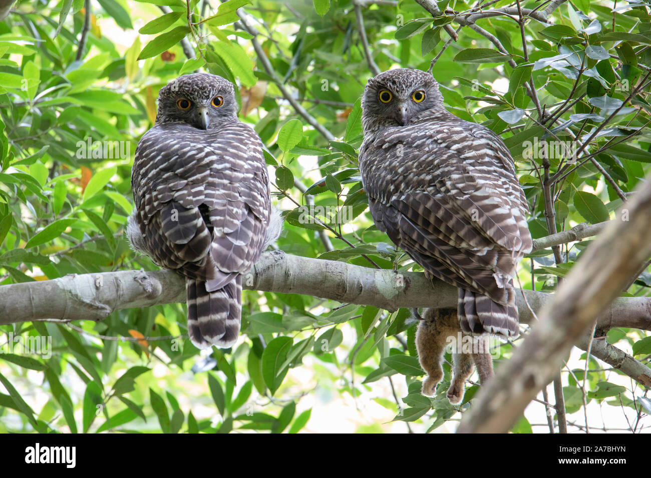 Pair of Powerful Owls (Ninox strenua) roosting in a rainforest gully ...
