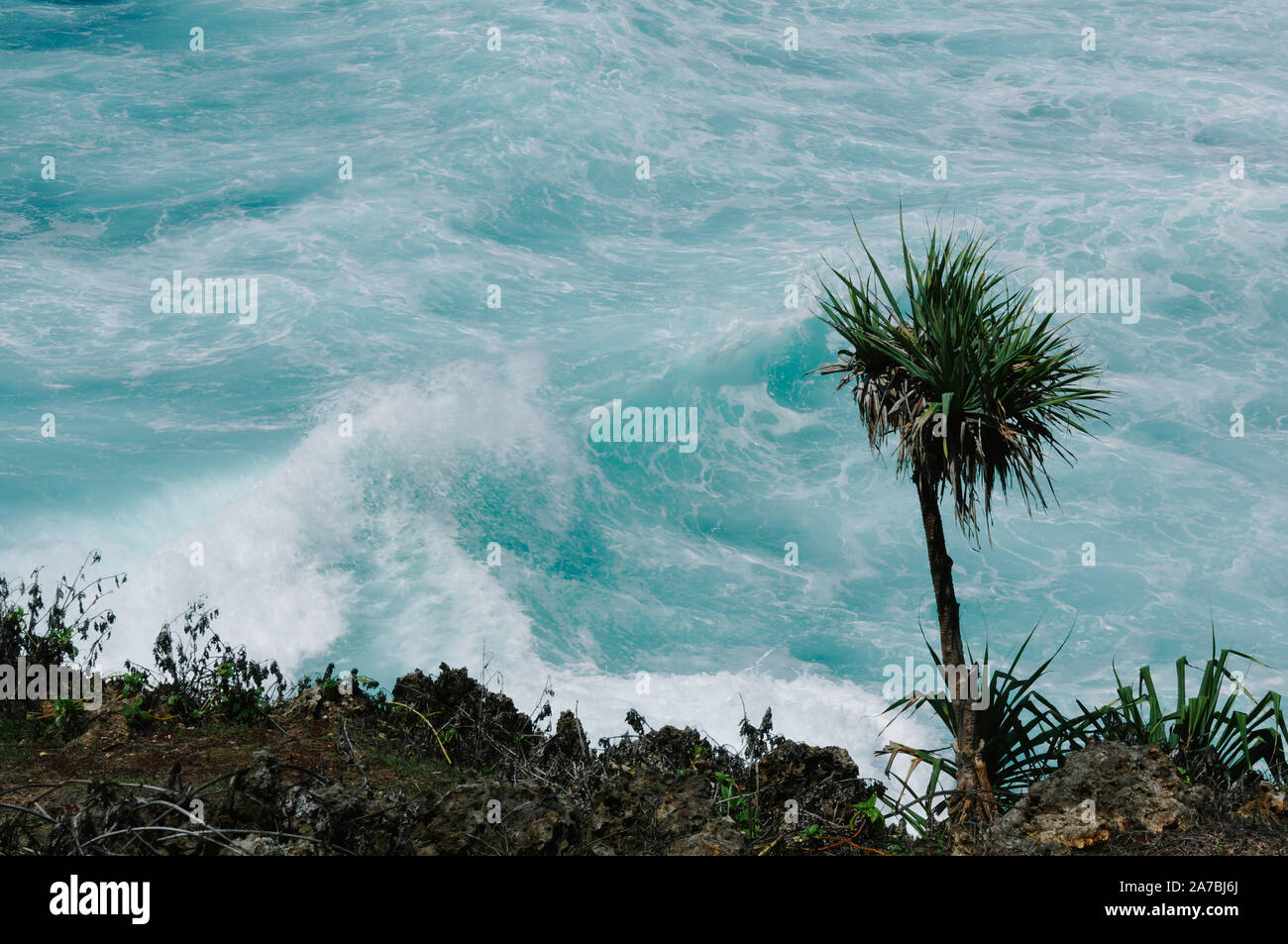 A tree on hill facing big blue waves of Indian ocean around Srau beach ...