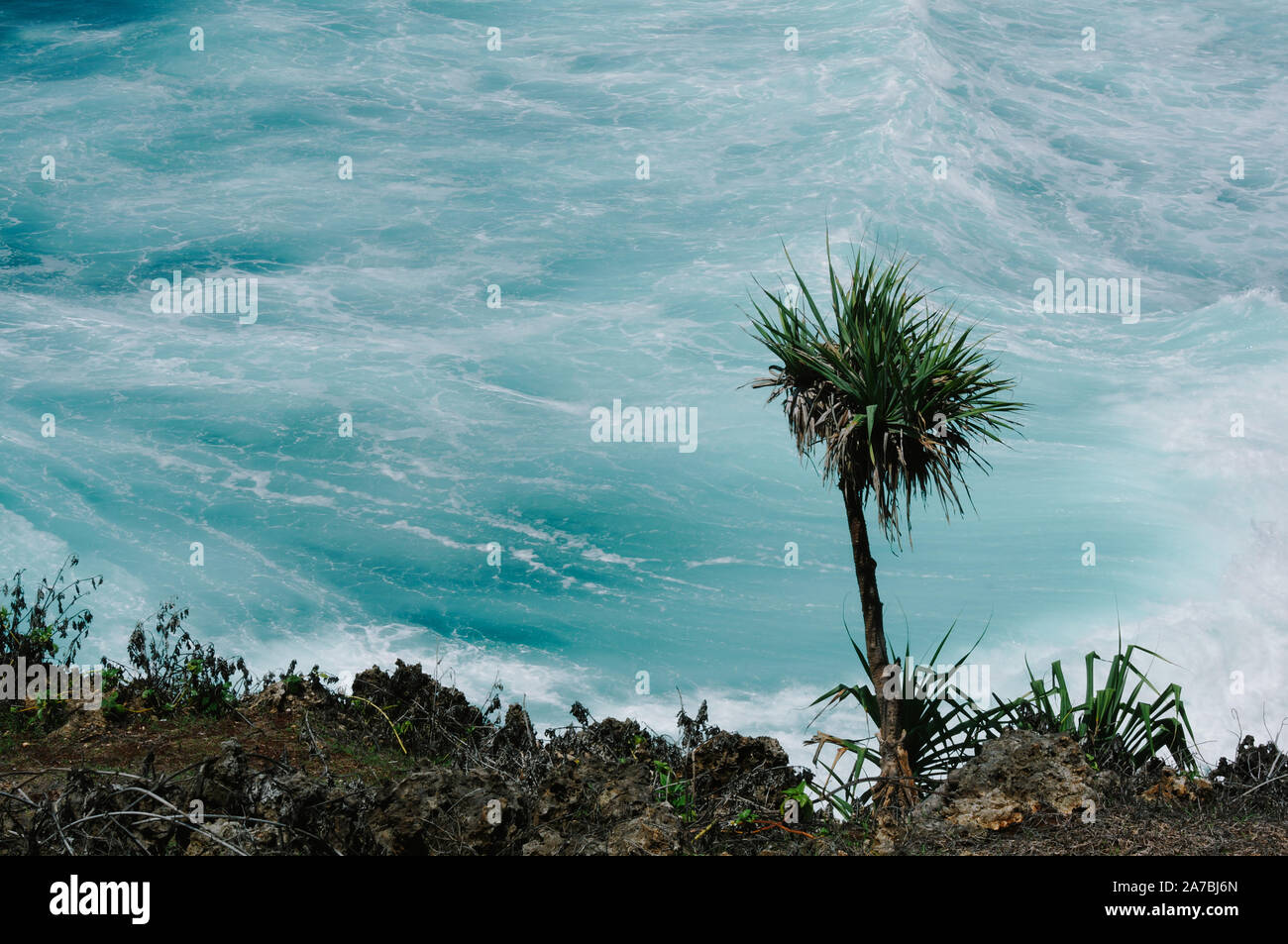 A tree on hill facing big blue waves of Indian ocean around Srau beach ...