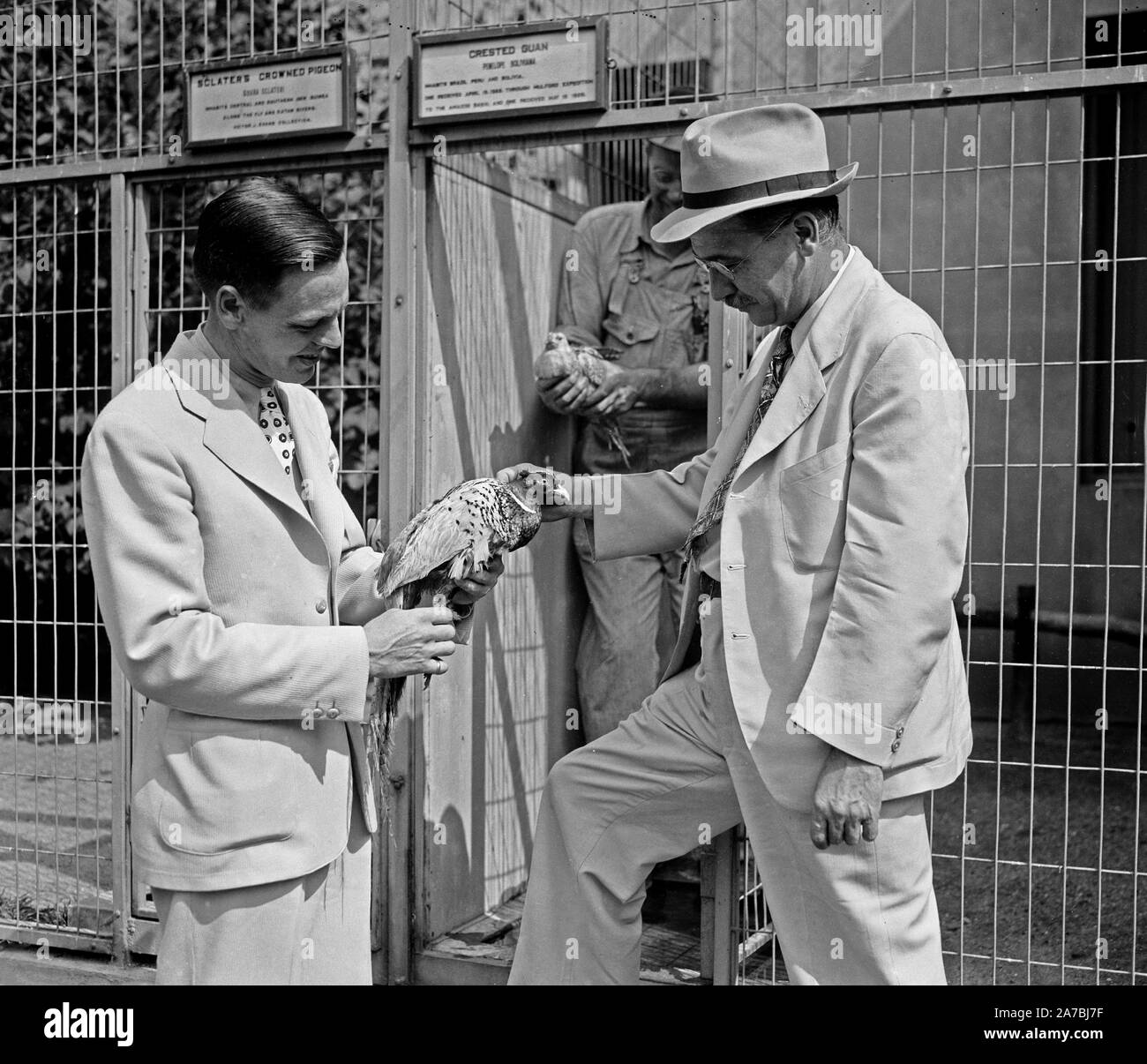 1930s men at zoo hi-res stock photography and images - Alamy