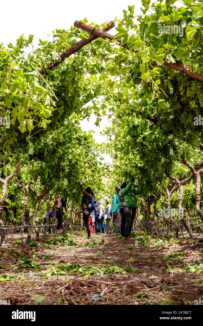 African farm workers hi-res stock photography and images - Alamy