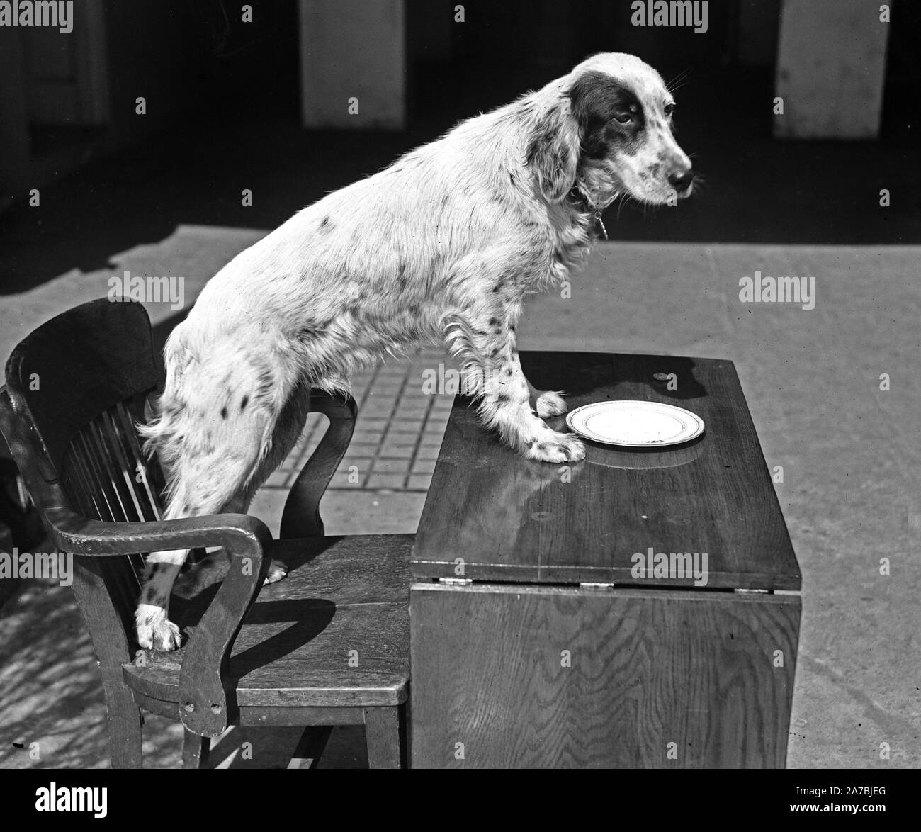 Dog at desk Black and White Stock Photos & Images - Alamy