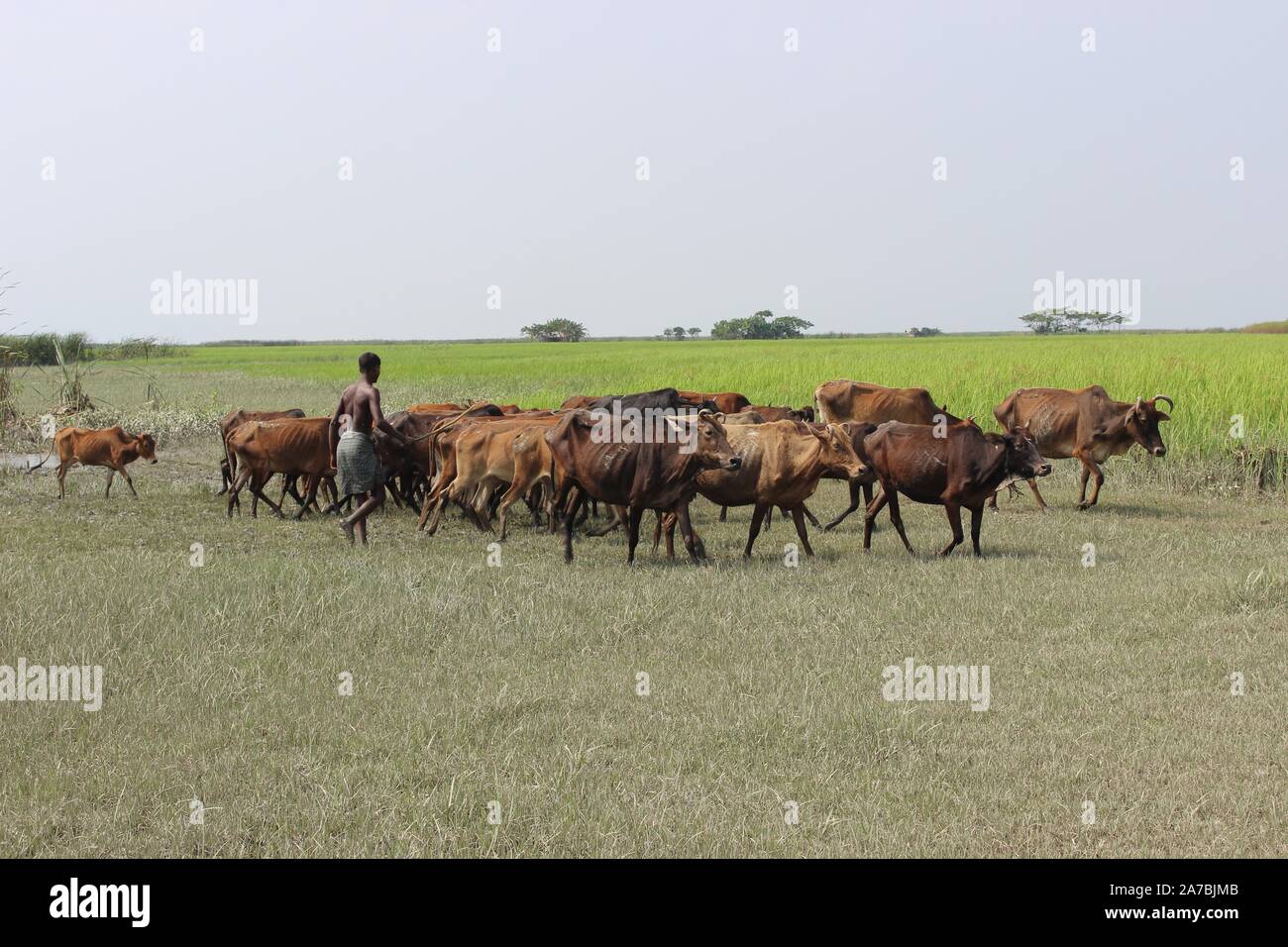 Man leading cow hi-res stock photography and images - Alamy