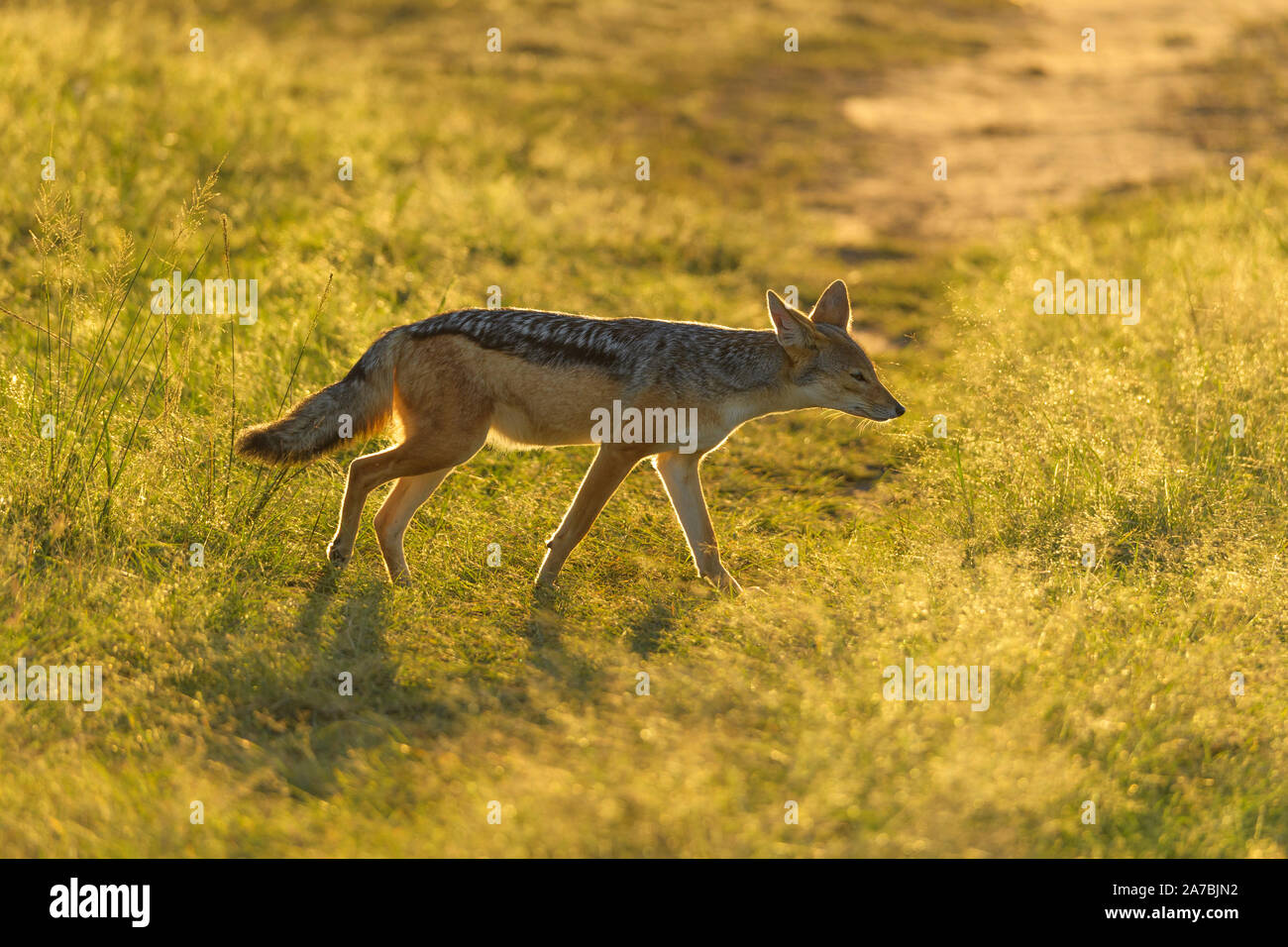 Black-backed Jackal, Canis mesomelas, Masai Mara National Reserve, Kenya, Africa Stock Photo - Alamy