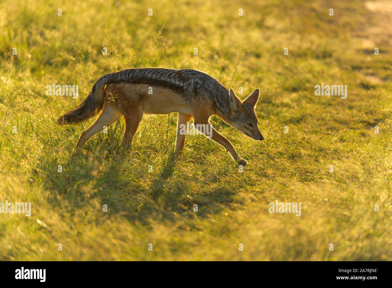 Black-backed Jackal, Canis mesomelas, Masai Mara National Reserve, Kenya, Africa Stock Photo - Alamy
