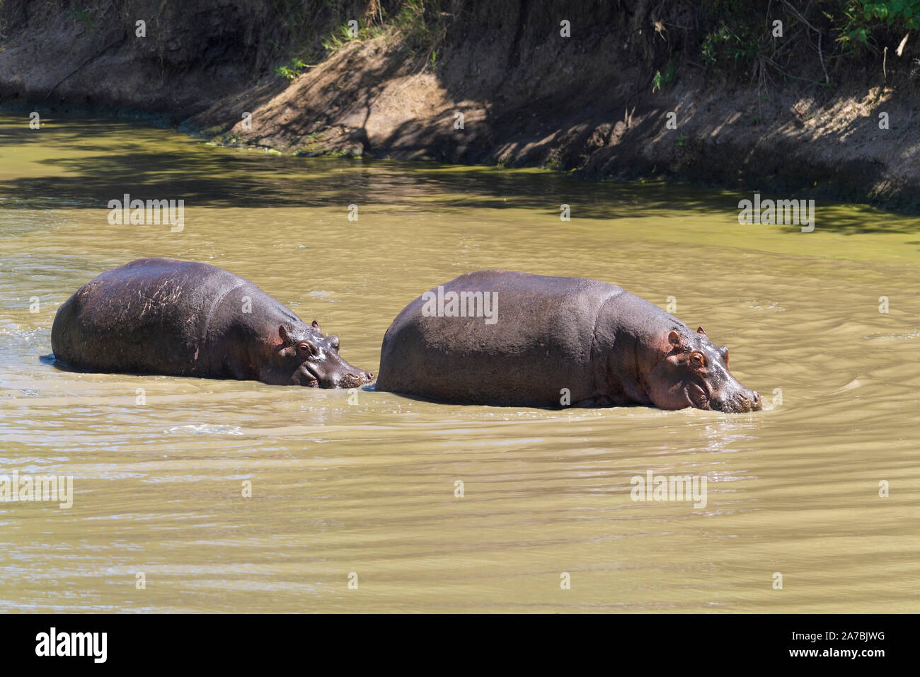 Hippopotamus, Hippopatamus amphibius, in water, Masai Mara National ...