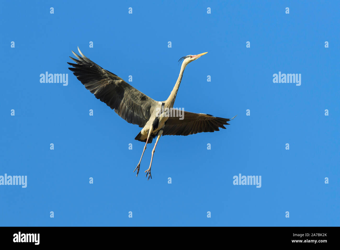 Grey Heron, Ardea cinerea, in flight Stock Photo - Alamy