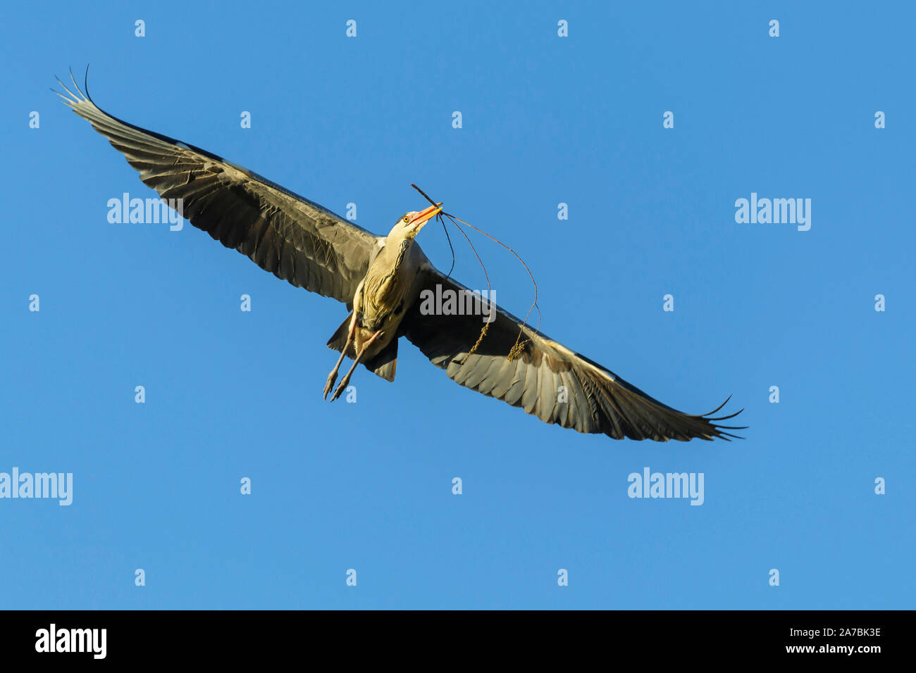 Grey Heron, Ardea cinerea, in flight Stock Photo - Alamy