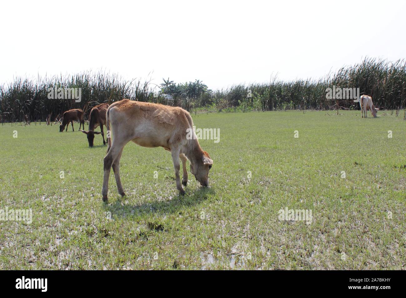 Cow Calf eating grass on an island in Lakshmipur, Bangladesh Stock ...