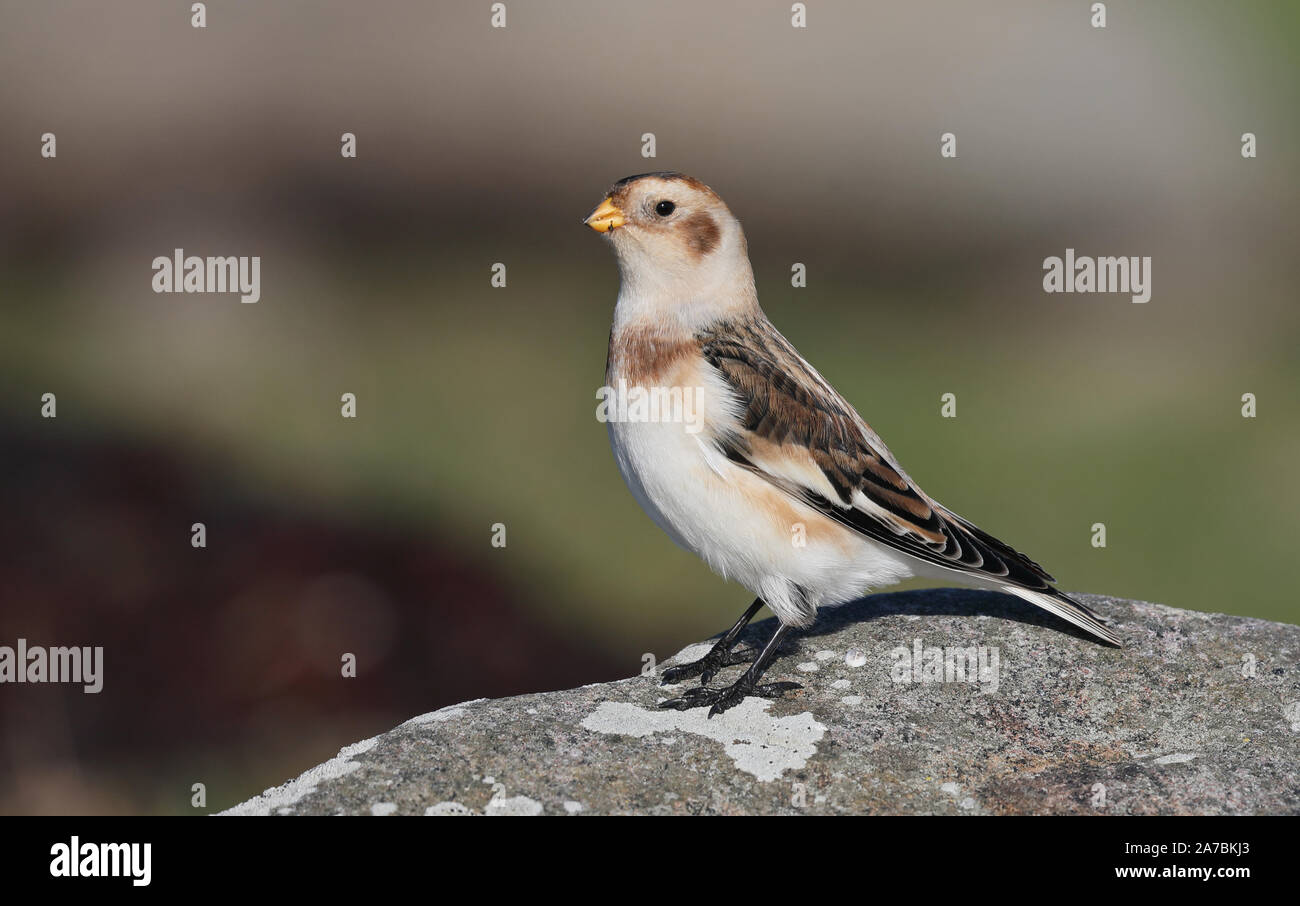 Snow bunting (Plectrophenax nivalis) standing on rock Stock Photo - Alamy