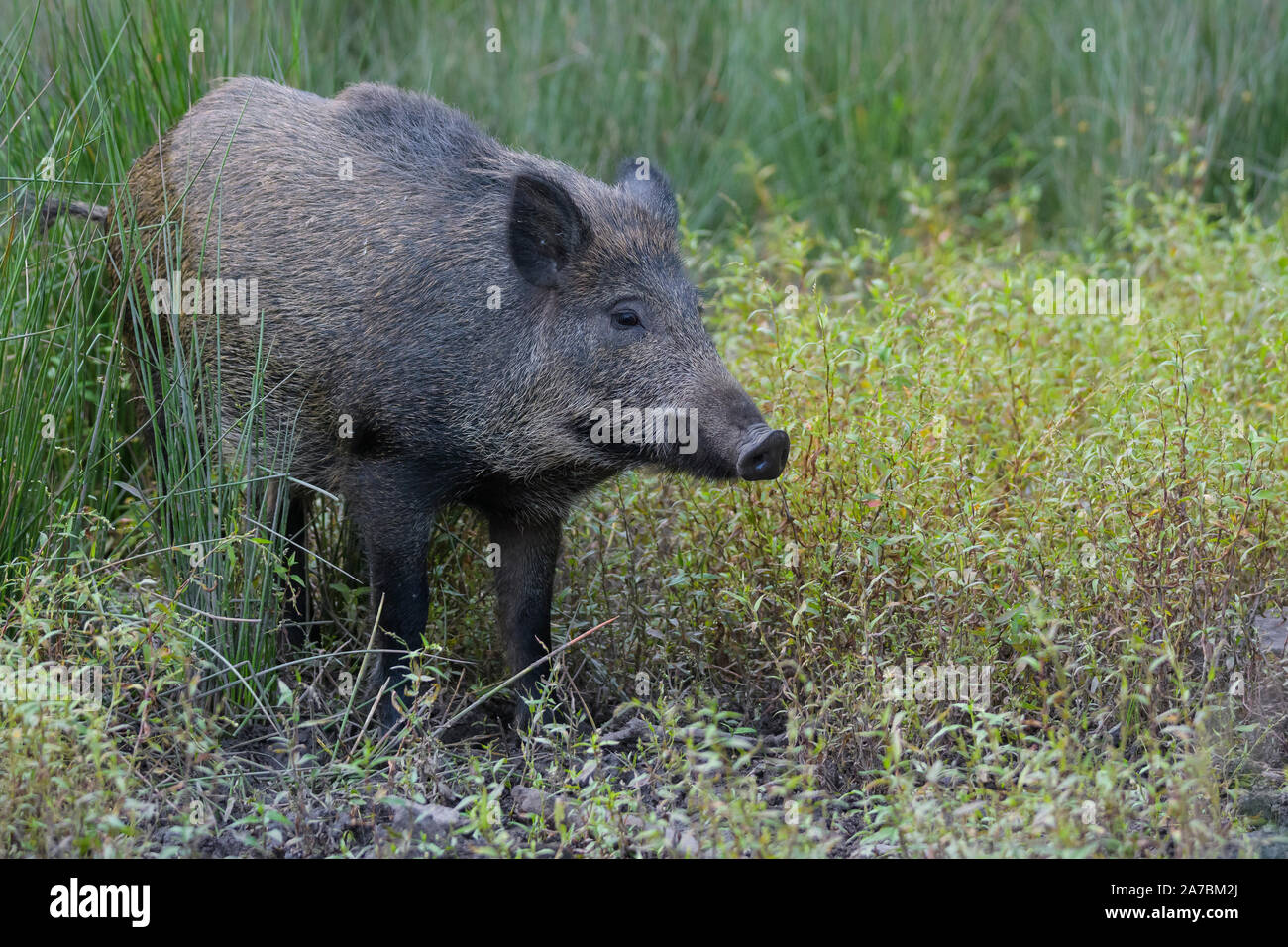 Wild boar, Sus scrofa, Germany, Europe Stock Photo - Alamy