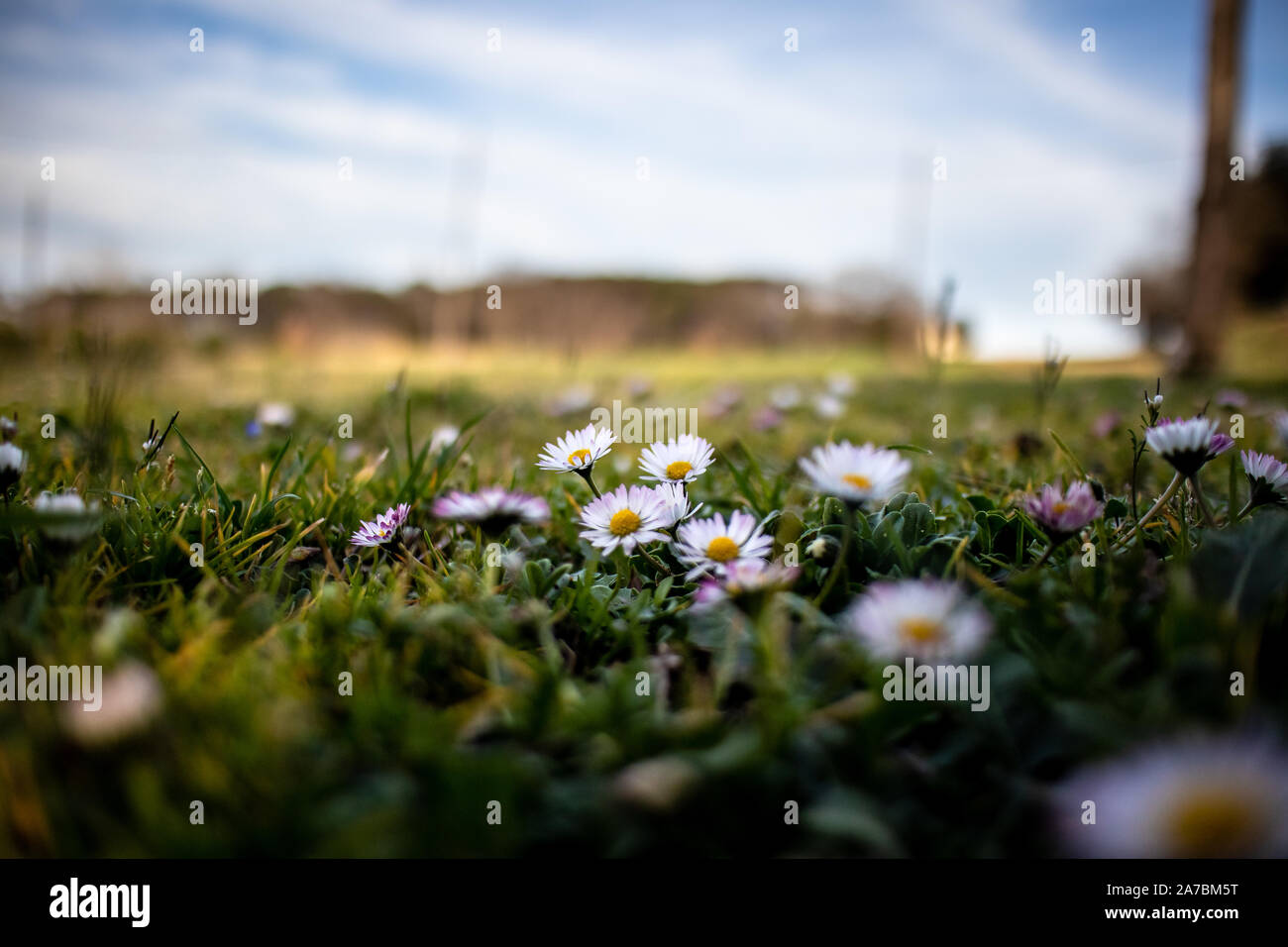 Daisy flowers in bloom hi-res stock photography and images - Alamy