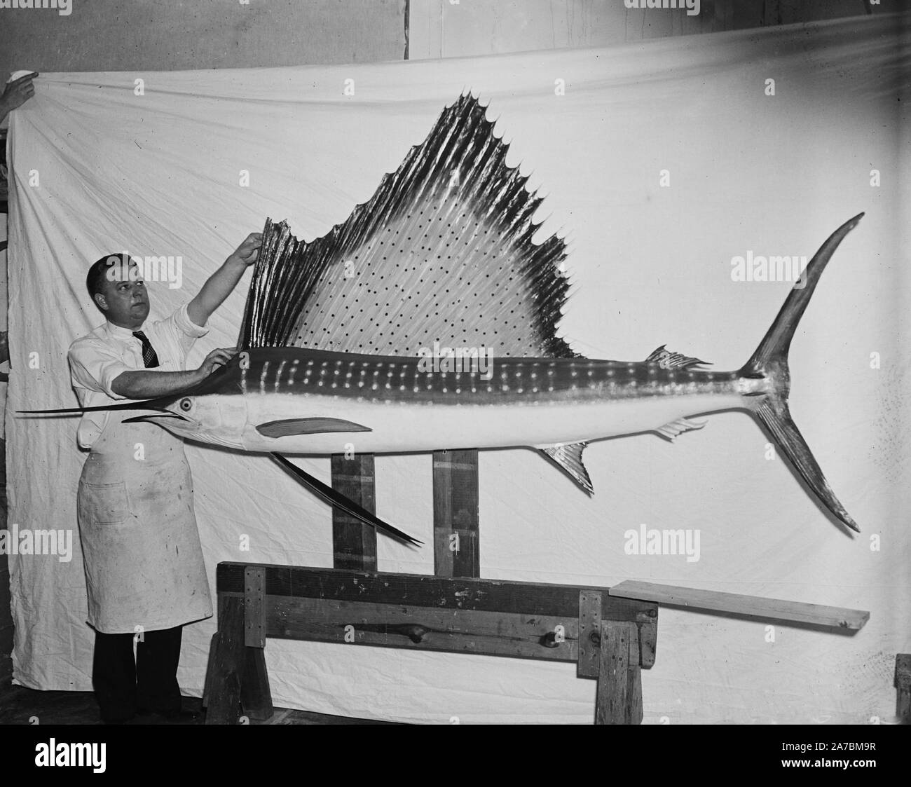 Man with large fish, measuring its fin ca. 1936 Stock Photo - Alamy