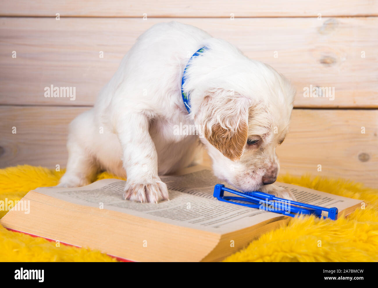 White english setter puppy hi-res stock photography and images - Alamy