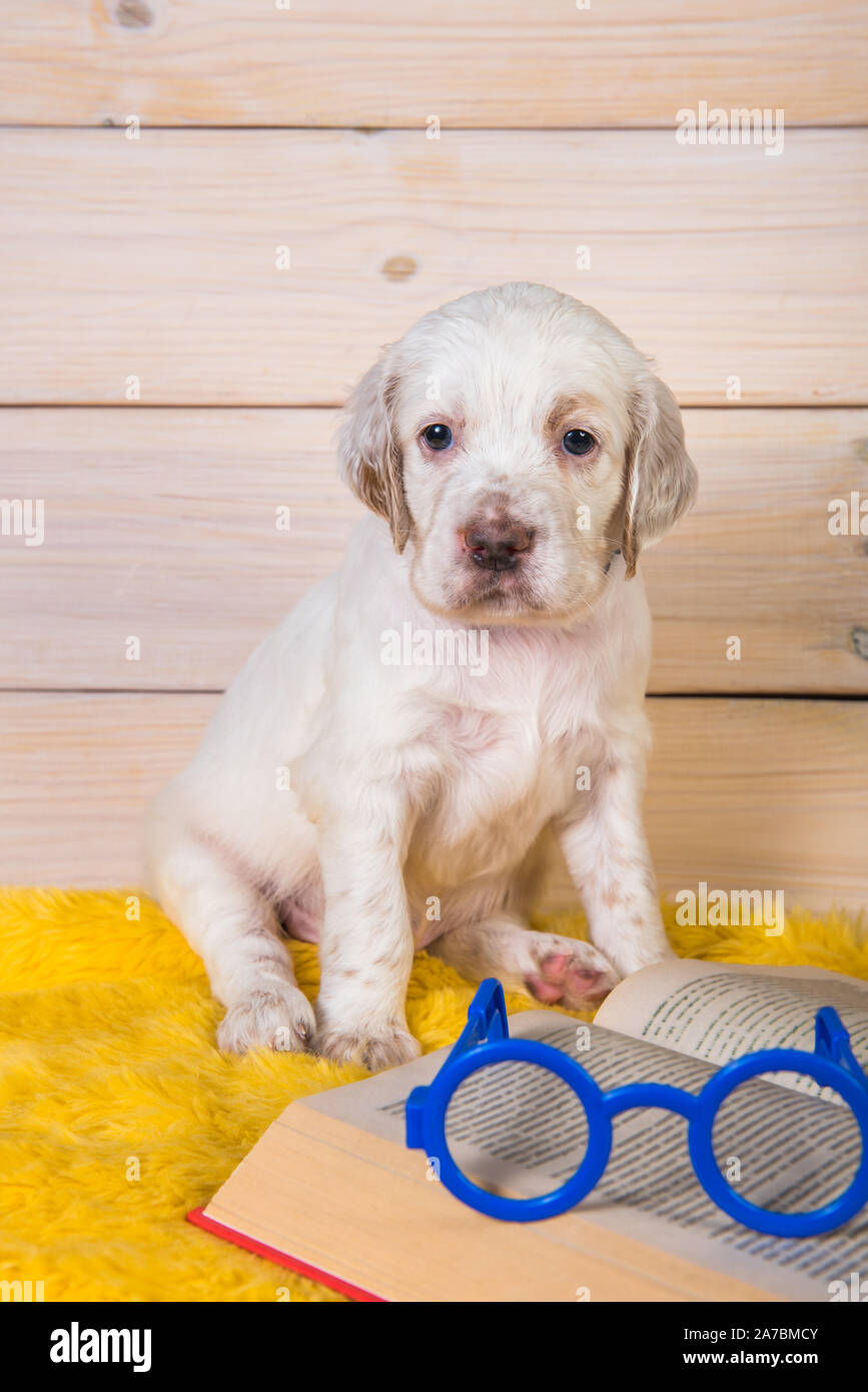 White English setter puppy dog is reading book Stock Photo - Alamy