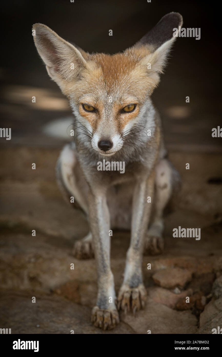 white footed fox or desert fox or vulpes vulpes pusilla closeup image ...