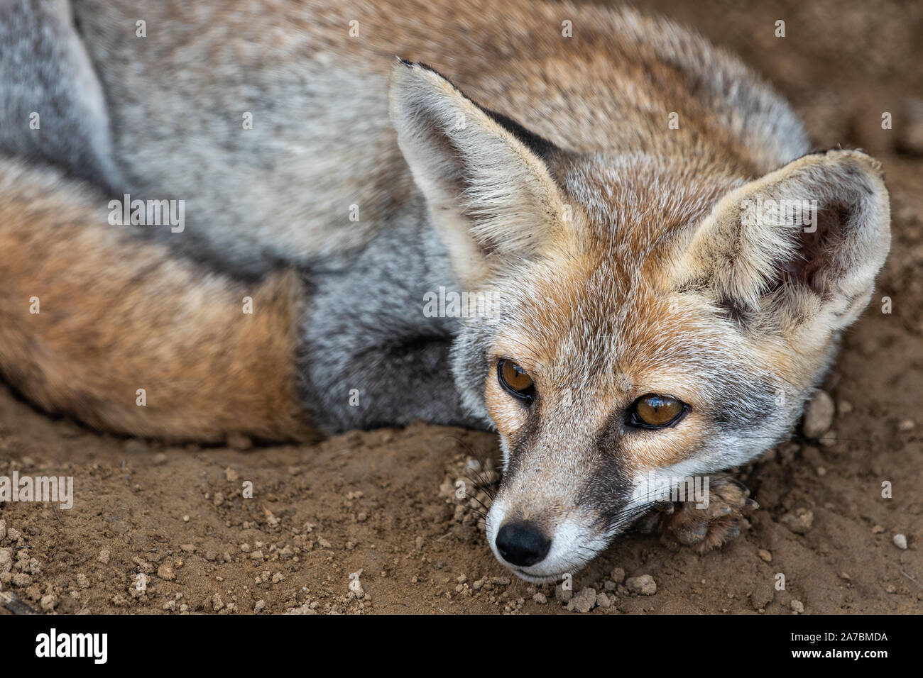 white footed fox or desert fox or vulpes vulpes pusilla closeup image ...