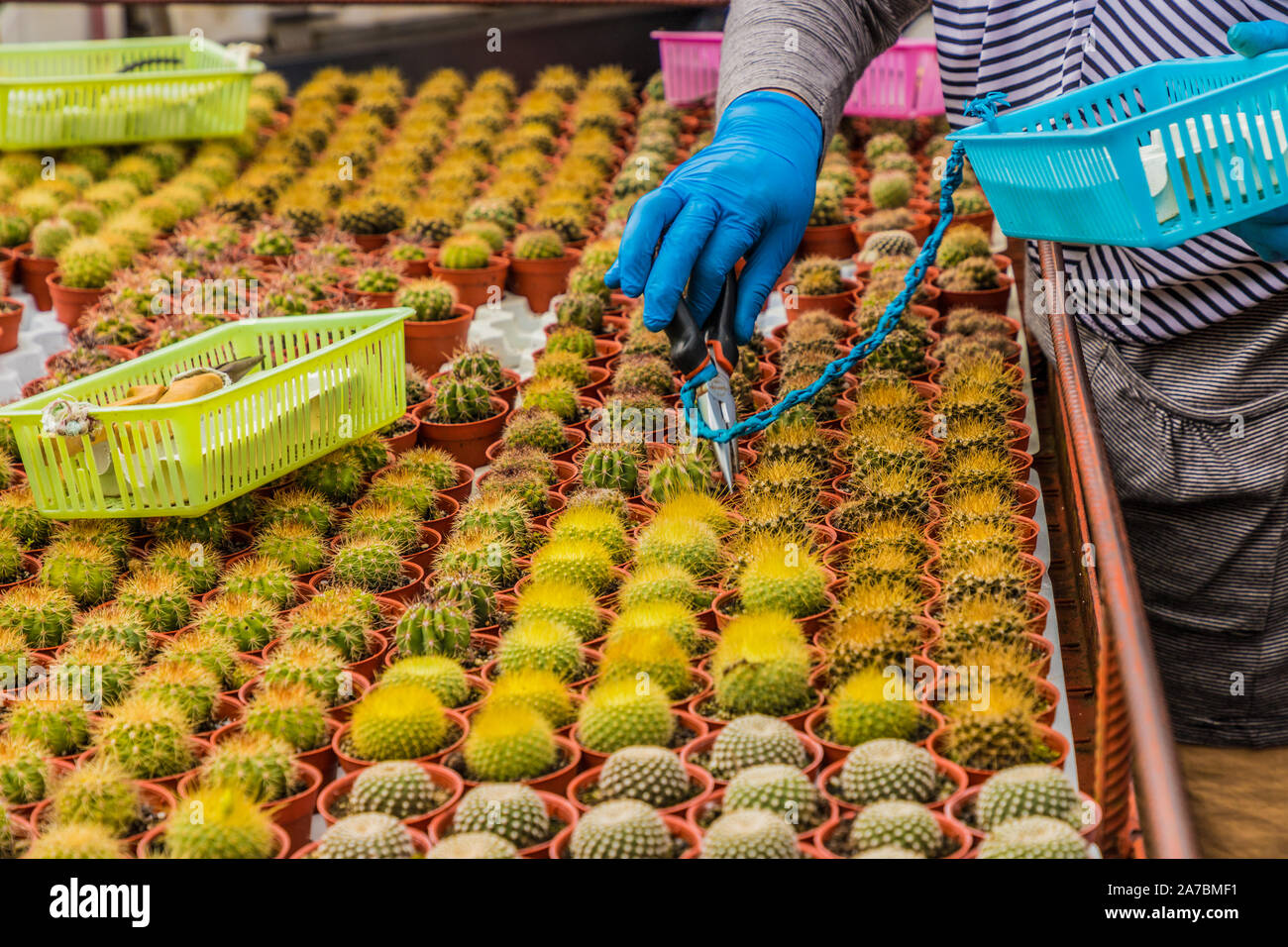 The Kea Farm Market in Cameron Highlands Stock Photo - Alamy