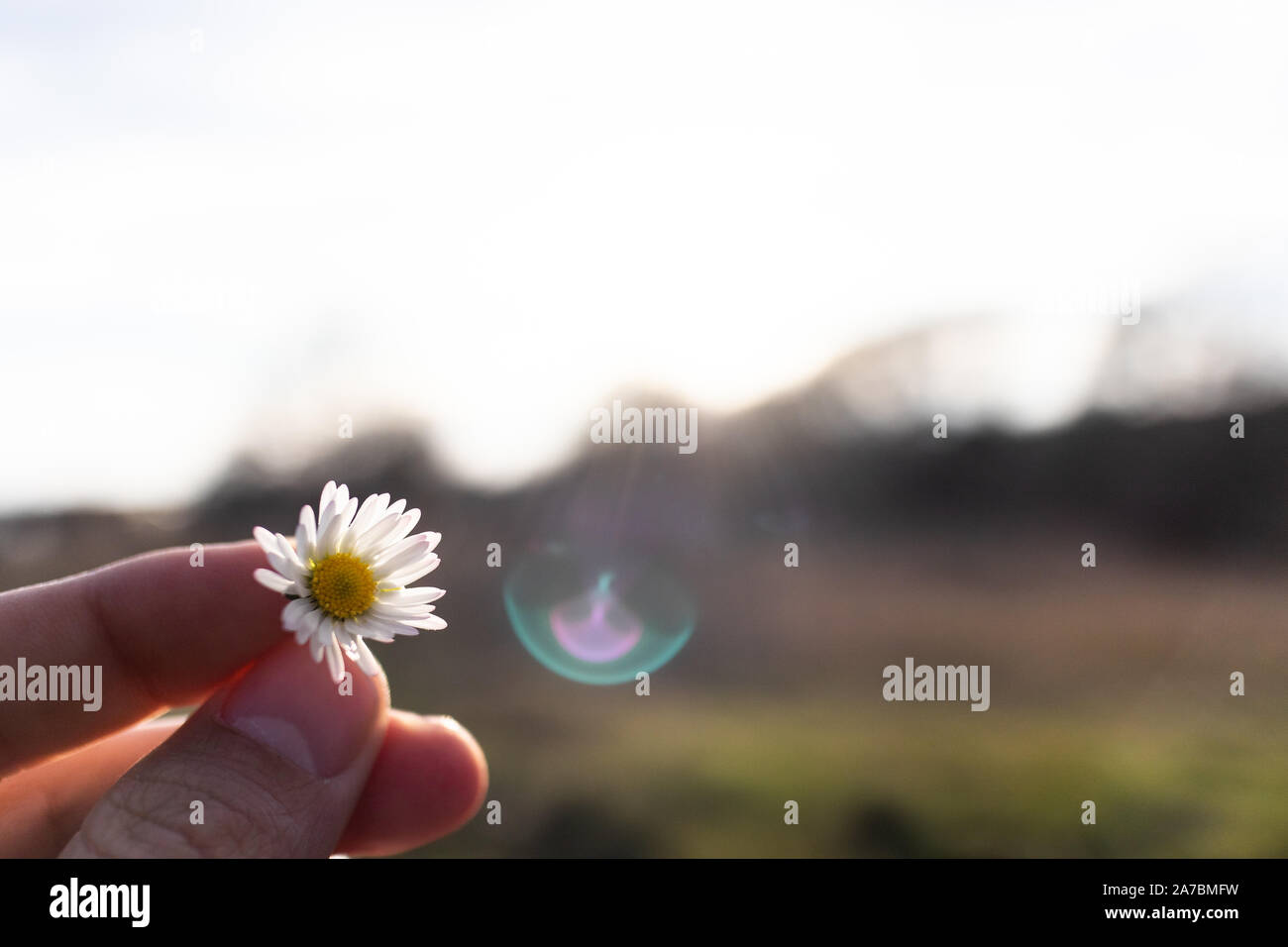 Daisy in hand hi-res stock photography and images - Alamy