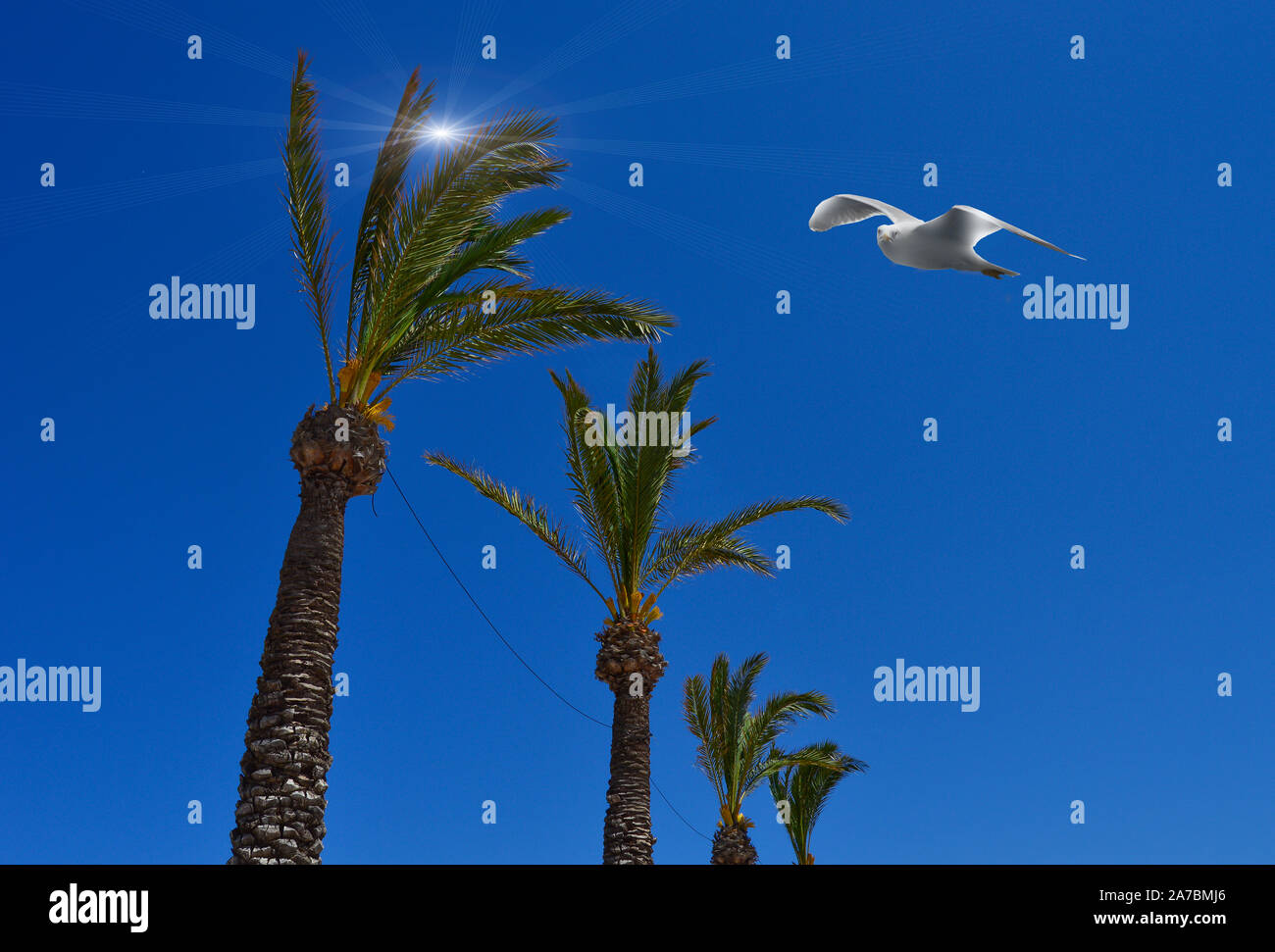 Birds in the beach of Playa De Mallorca, Spain Stock Photo - Alamy