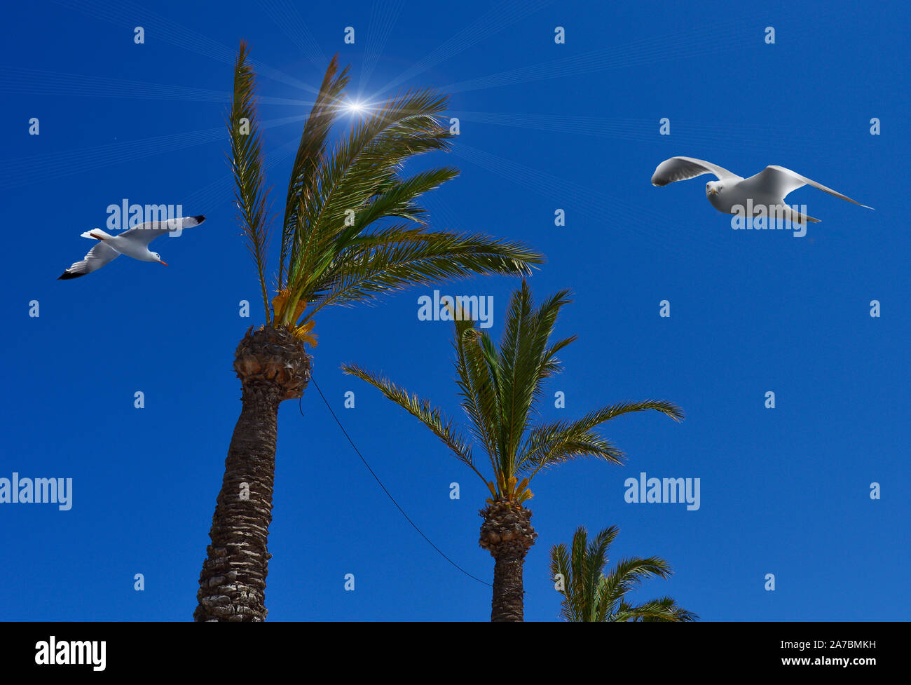 Birds in the beach of Playa De Mallorca, Spain Stock Photo - Alamy