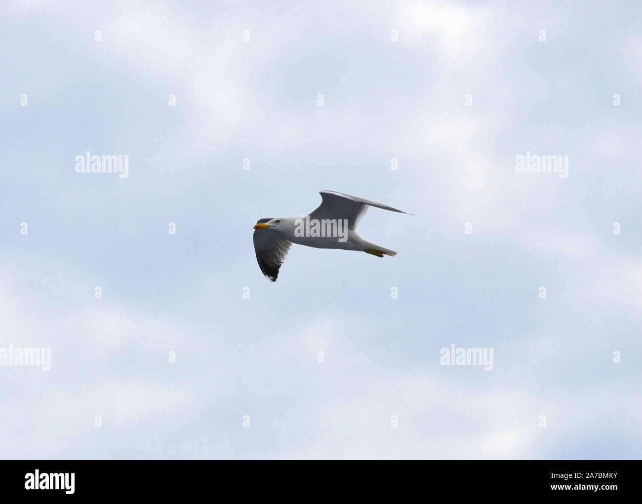 Birds in the beach of Playa De Mallorca, Spain Stock Photo - Alamy