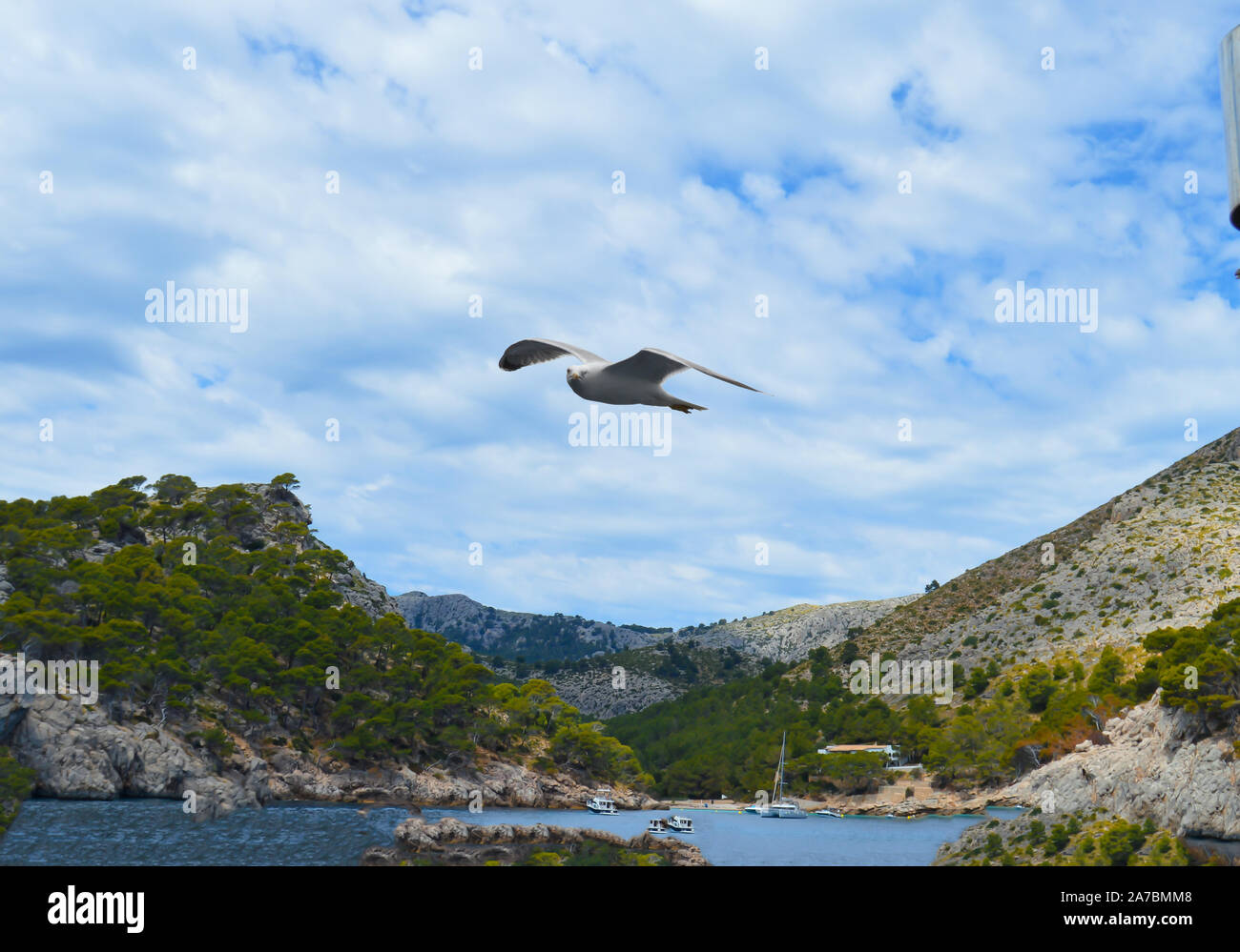 Birds in the beach of Playa De Mallorca, Spain Stock Photo - Alamy