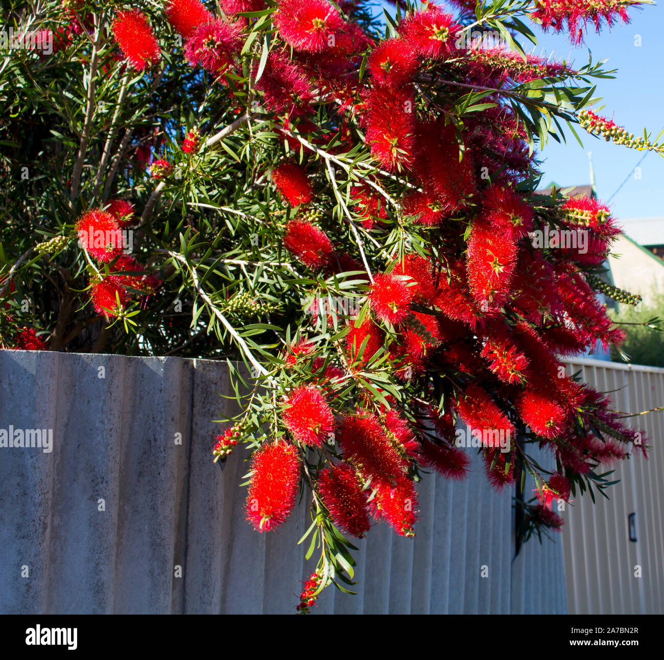 Brilliant spectacular West Australian wildflower red bottlebrush ...
