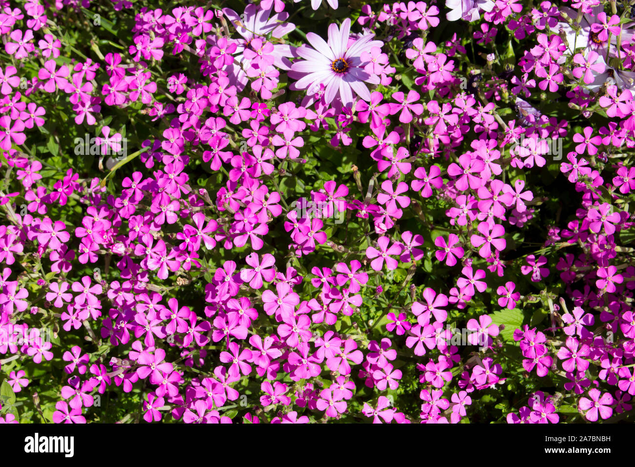 Silene dioica Melandrium rubrum ,red or deep pink flowered campion, a ...