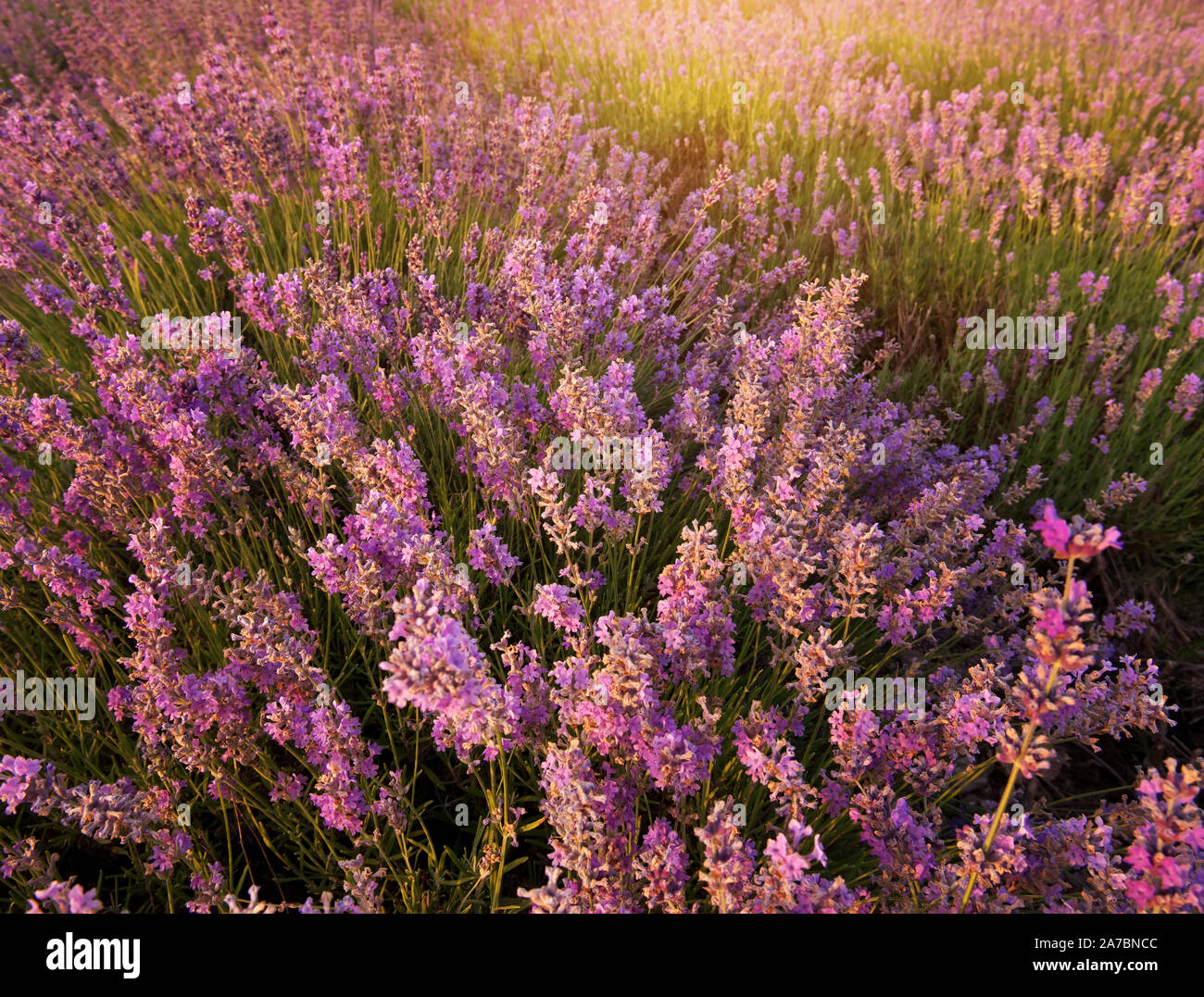 Bush of lavender. Nature composition Stock Photo - Alamy