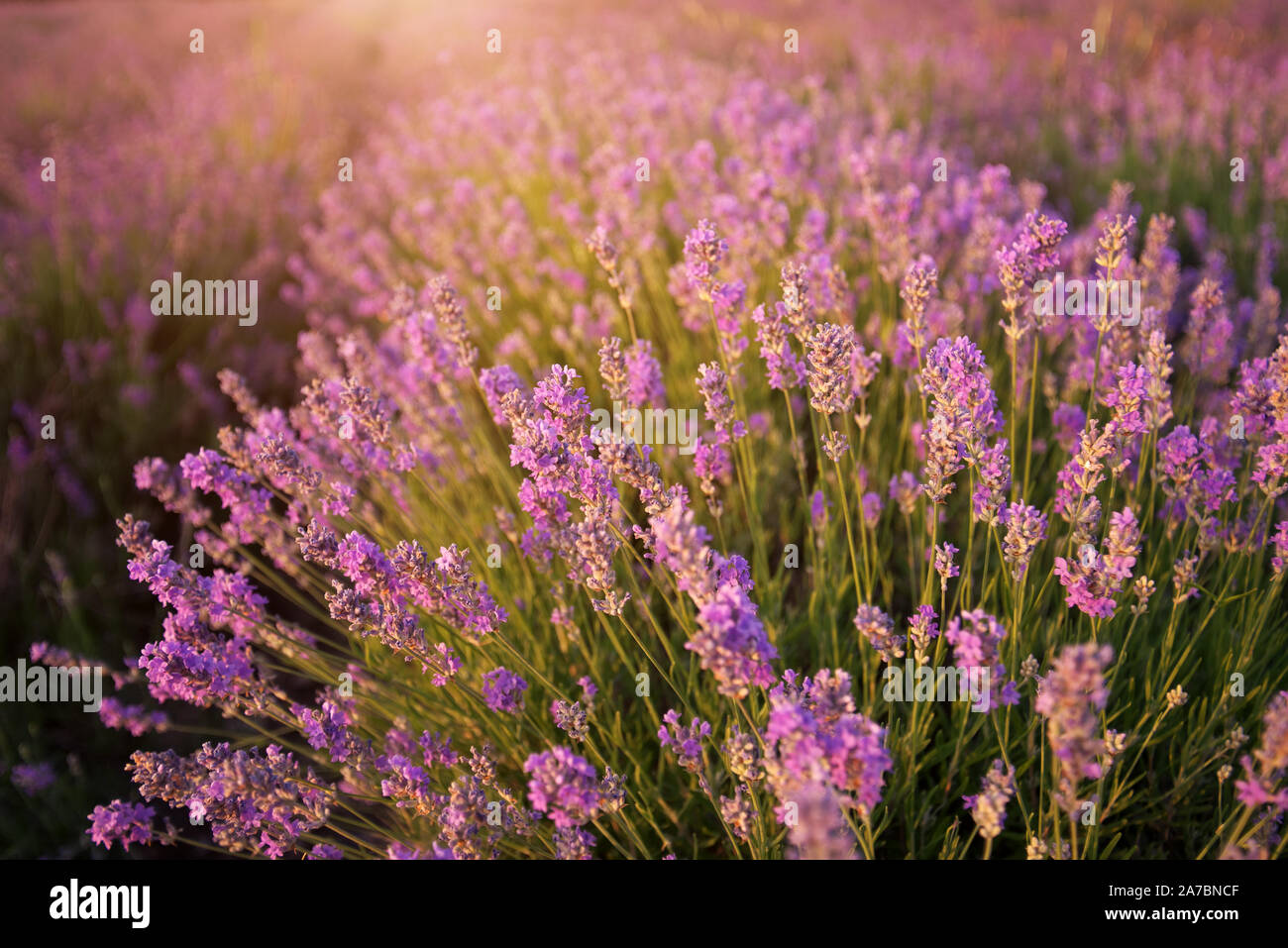Bush of lavender. Nature composition Stock Photo - Alamy