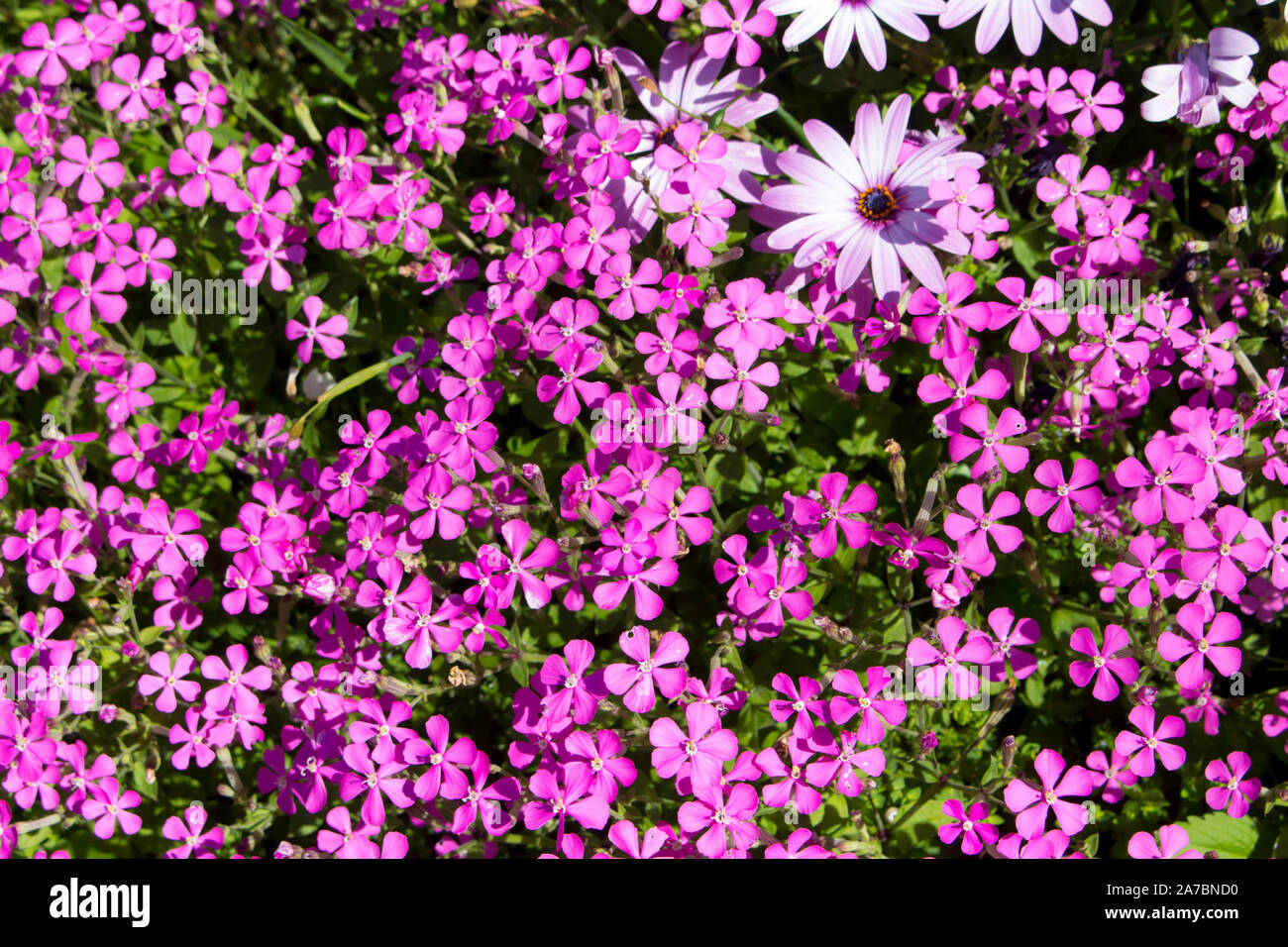 Silene dioica Melandrium rubrum ,red or deep pink flowered campion, a ...