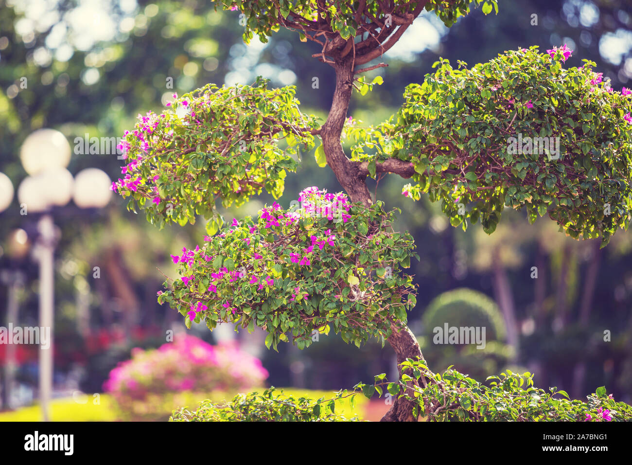 Parkland exotic tree hi-res stock photography and images - Alamy