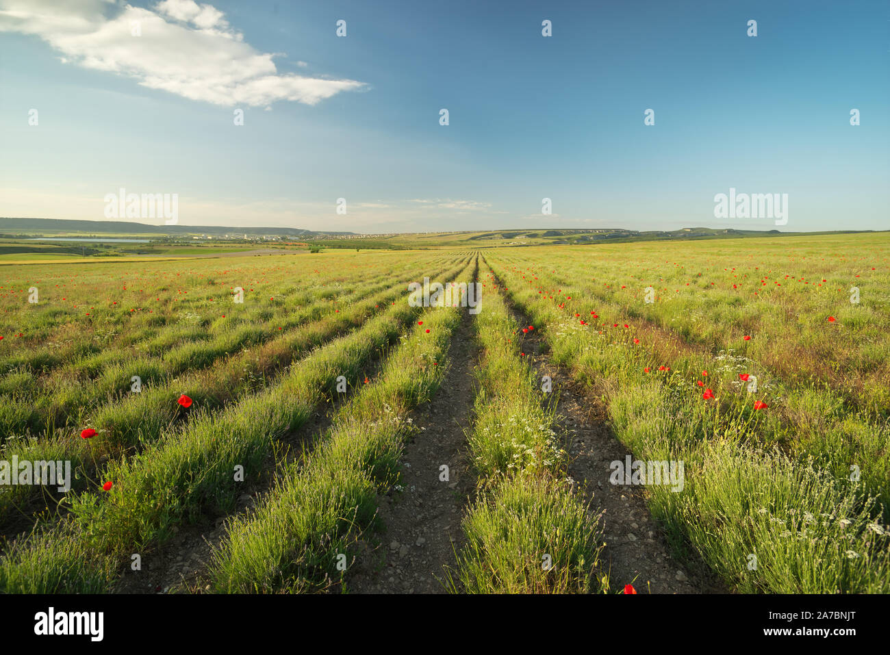 Spring rows of young lavender. Nature composition Stock Photo - Alamy