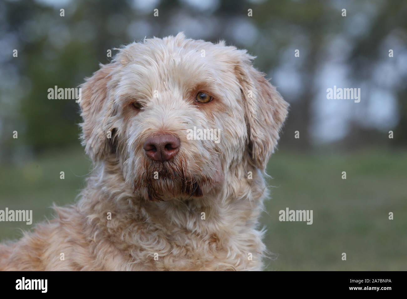 Labradoodle Headshot High Resolution Stock Photography and Images - Alamy