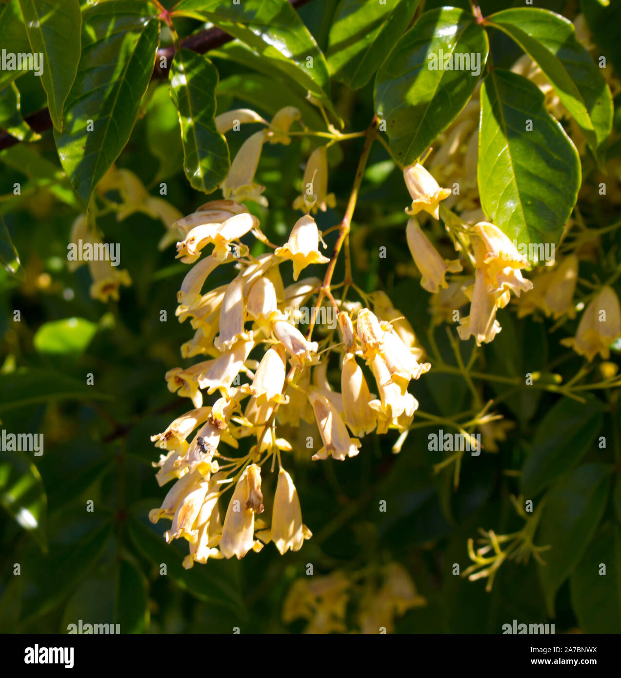 Lovely creamy flowers of Australian wildflower Pandorea pandorana, the ...