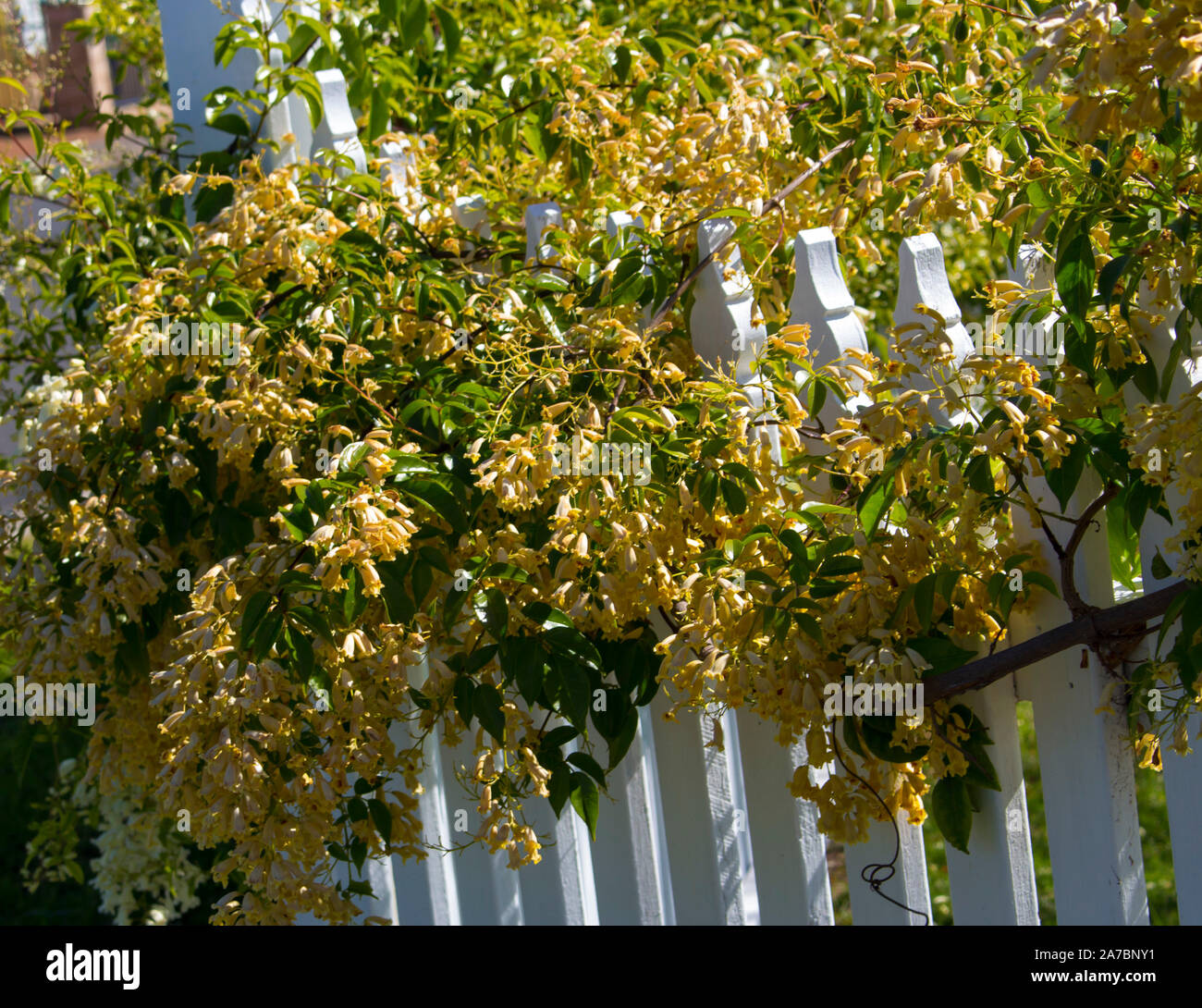 Lovely creamy flowers of Australian wildflower Pandorea pandorana, the ...