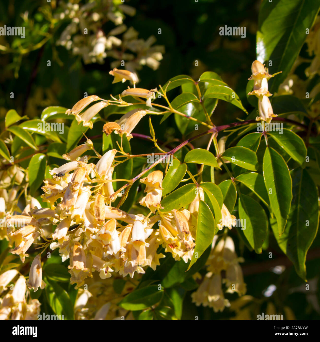 Lovely creamy flowers of Australian wildflower Pandorea pandorana, the ...