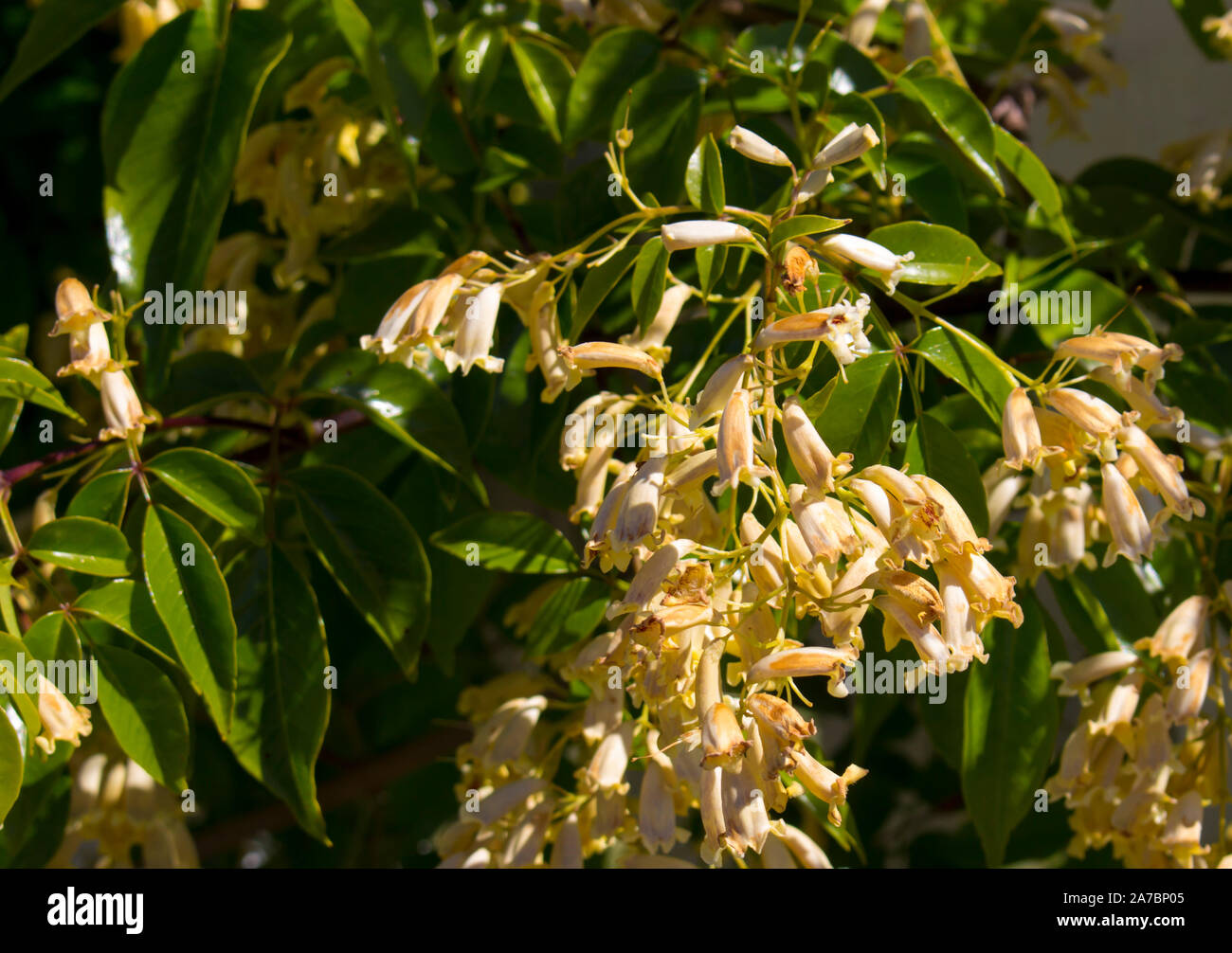 Lovely creamy flowers of Australian wildflower Pandorea pandorana, the ...