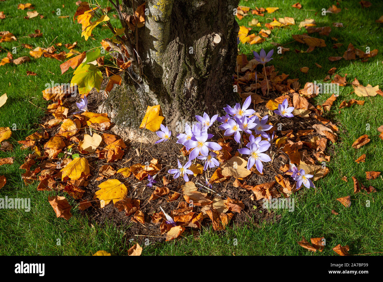 Blooming autumn crocuses in a garden at a tulip tree trunk Stock Photo ...