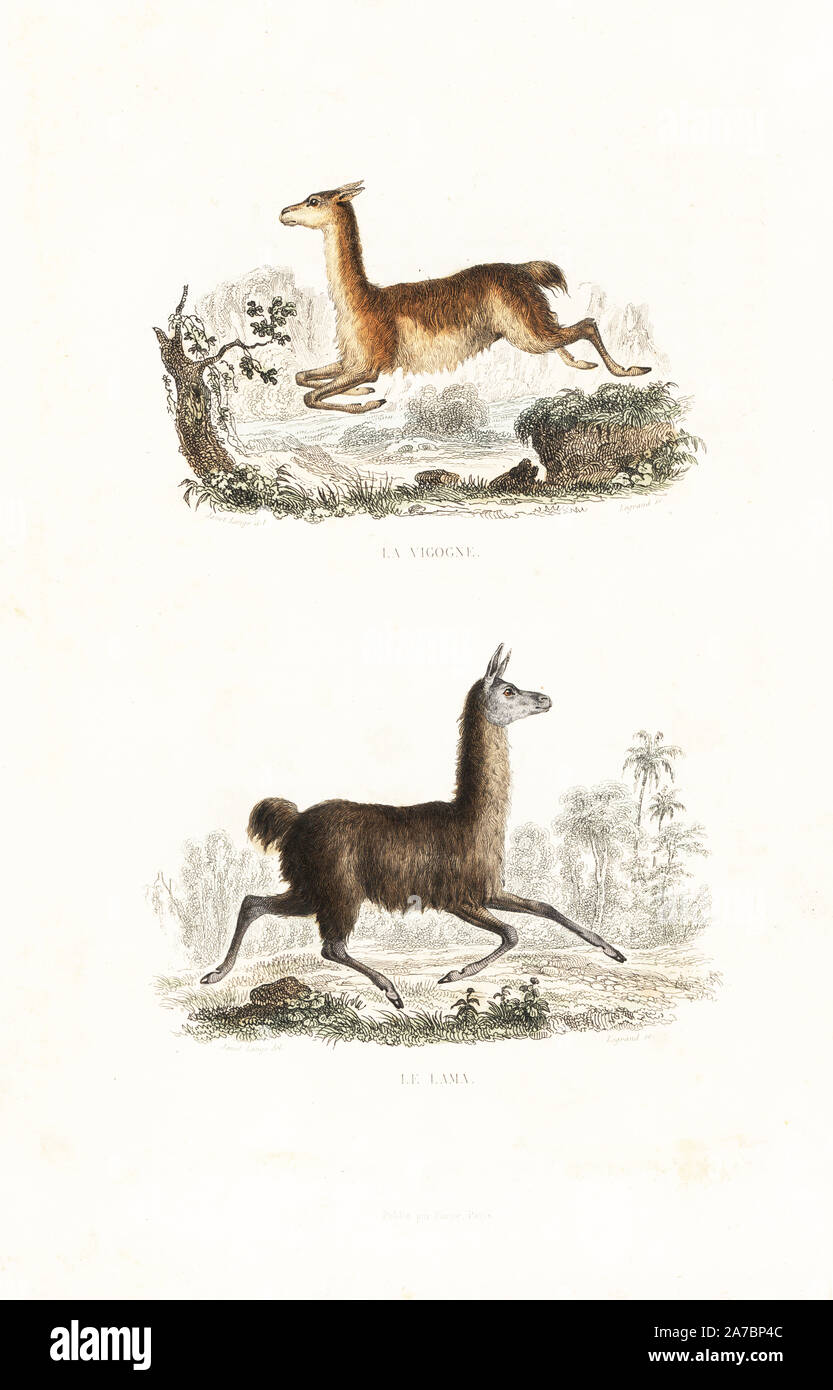 Vicuna, Vicugna vicugna, and llama, Lama glama. Handcoloured engraving ...