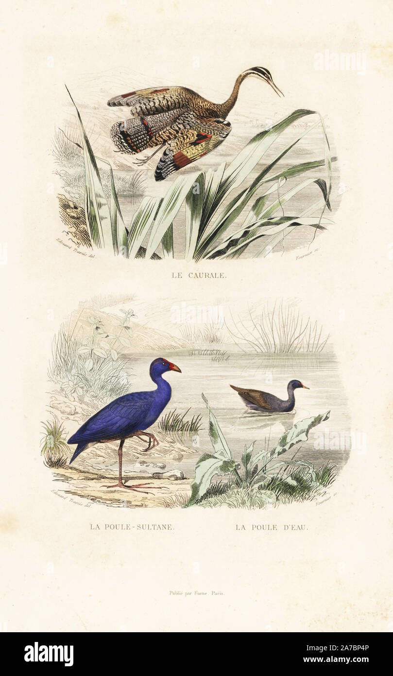 Illustration of moorhen hi-res stock photography and images - Alamy